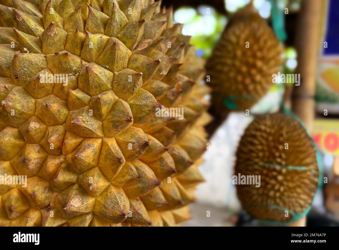 Fresh and ripe durian fruit. Durian (Durio) is a tropical plant ...
