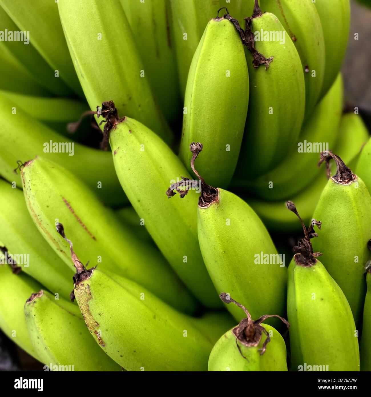 Closeup of a green unripe banana hanging from a tree. (musa Stock Photo ...