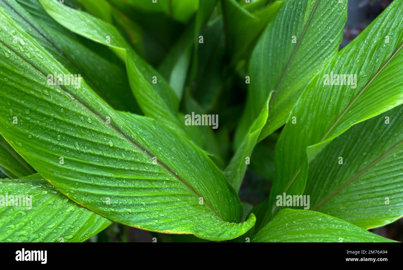 Turmeric leaves with dew drops. background of the leaves of the herb ...