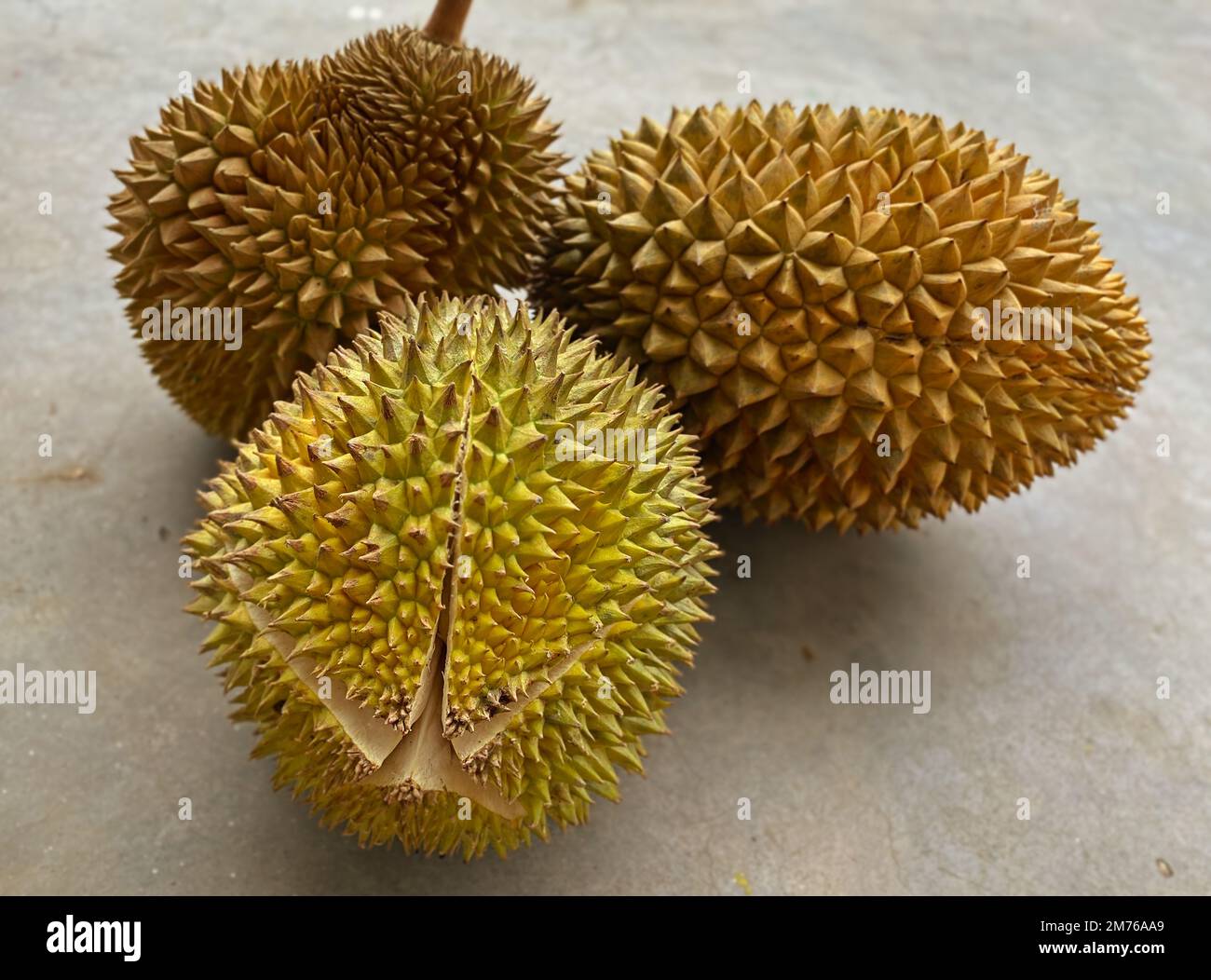 Fresh and ripe durian fruit. Durian (Durio) is a tropical plant ...
