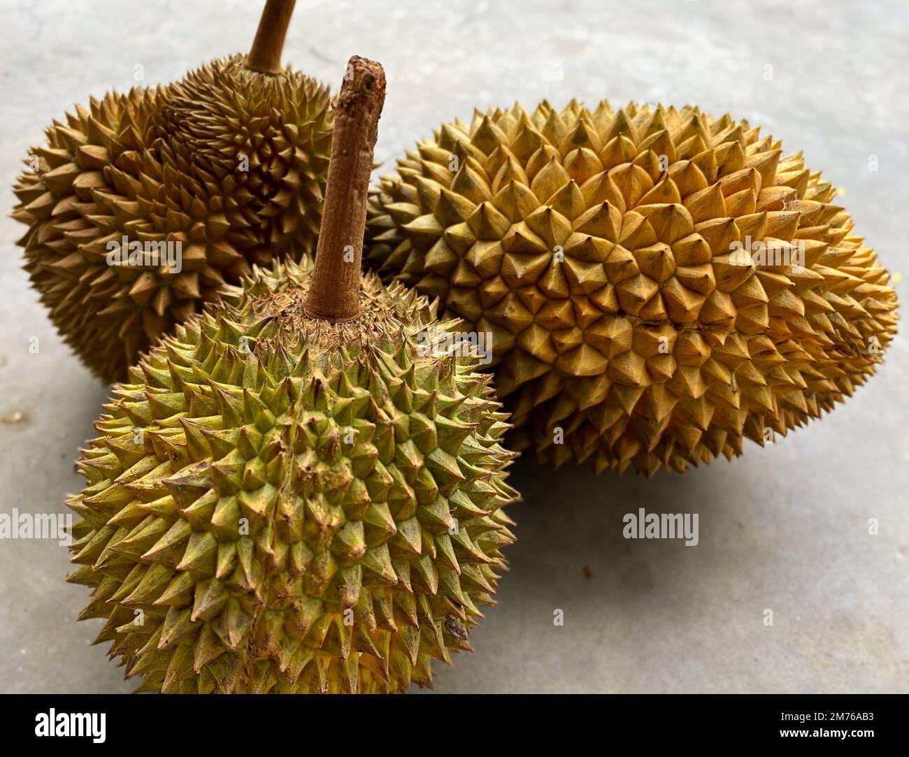 Fresh and ripe durian fruit. Durian (Durio) is a tropical plant ...