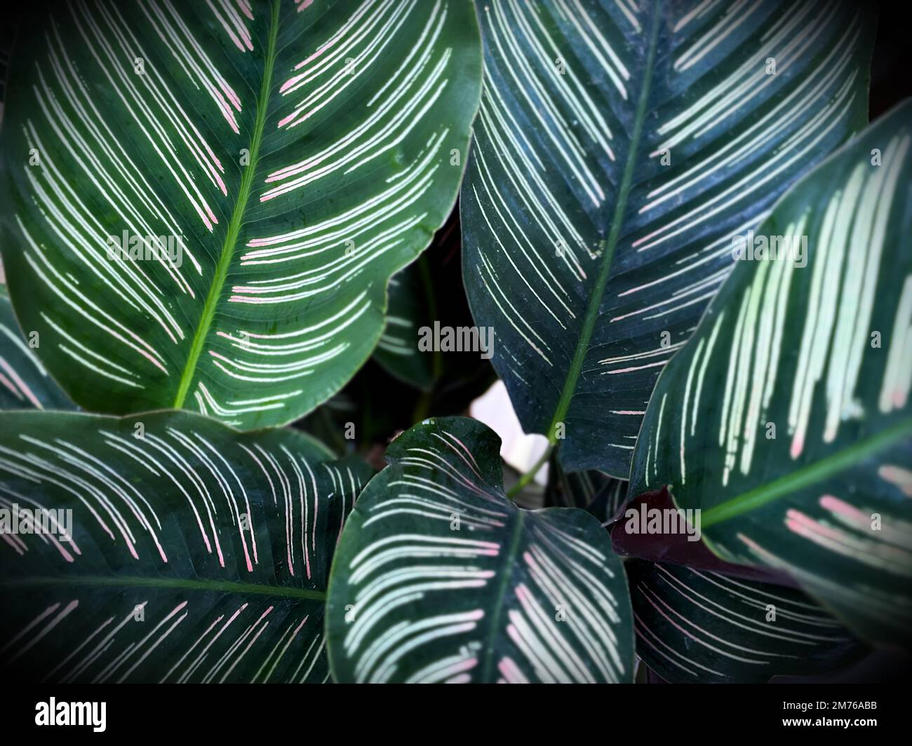 Calathea ornata plant (pin-strip calathea). Background from the leaves ...