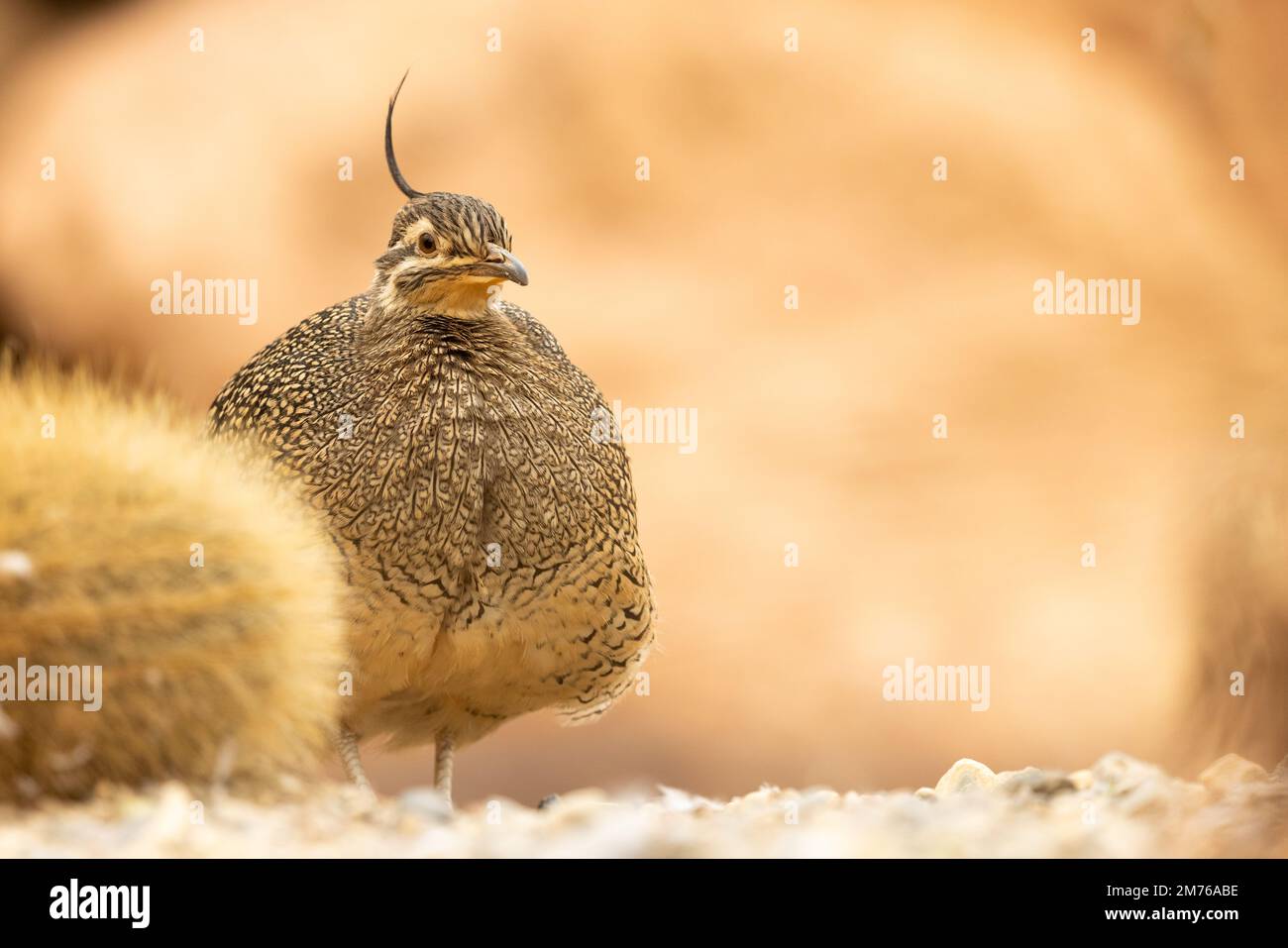 Elegant crested timanu [ Eudromia elegans ] at Paington Zoo, Paington ...