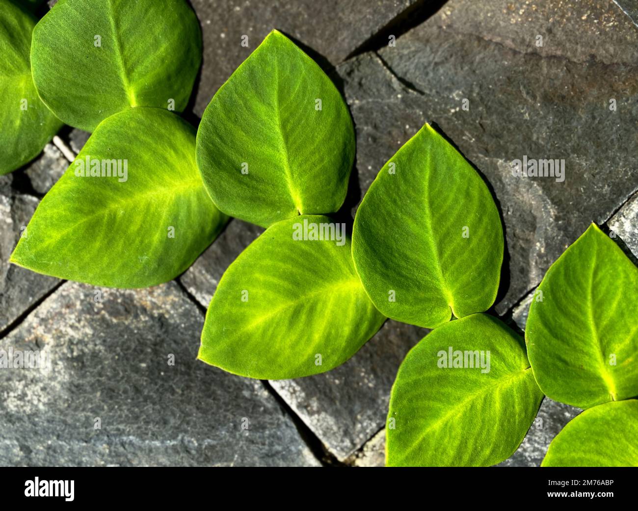 Rhaphidophora cryptantha plant climbing a rock wall. Dollar tree Stock ...