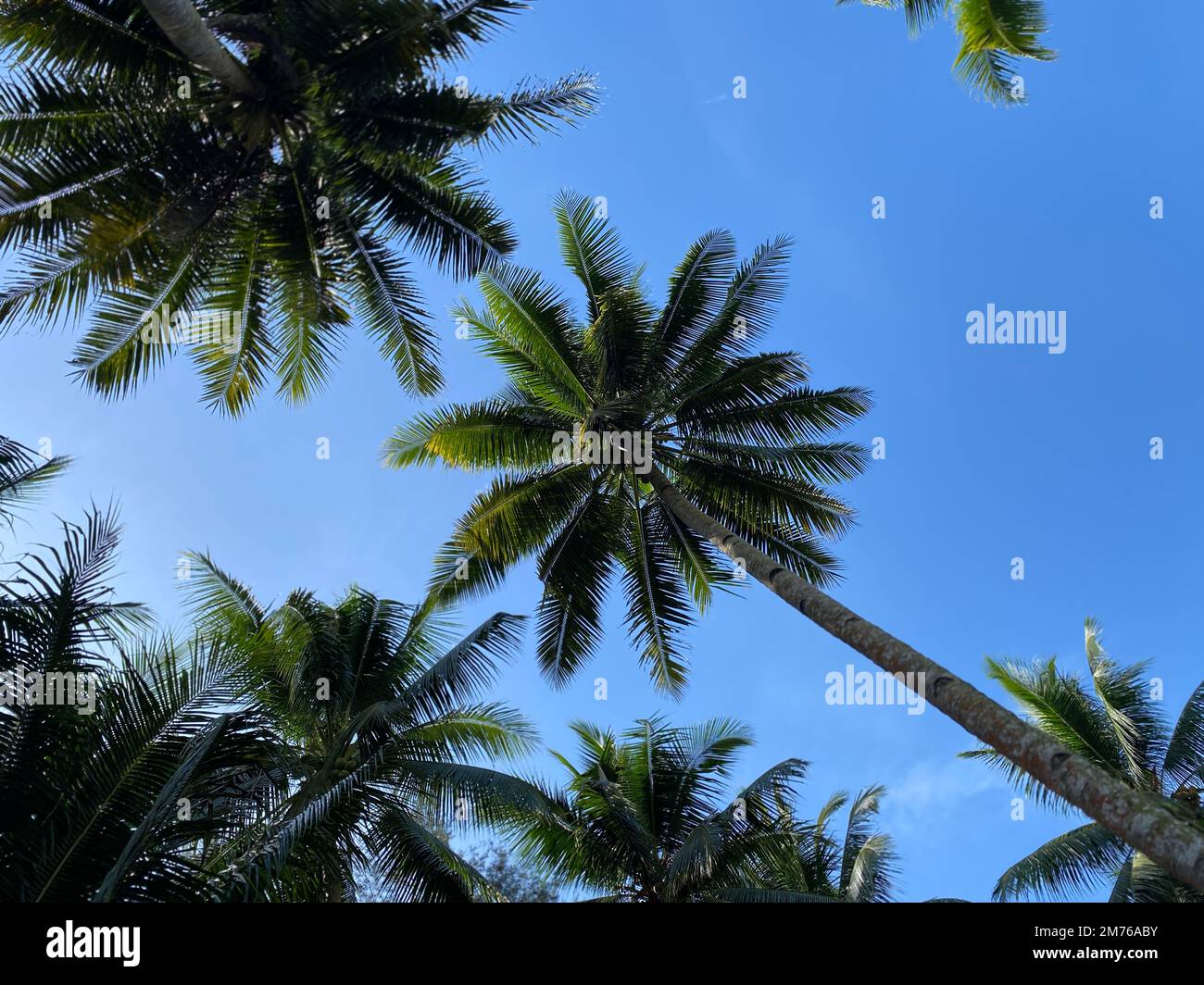 Coconut trees with blue sky at the background Stock Photo - Alamy