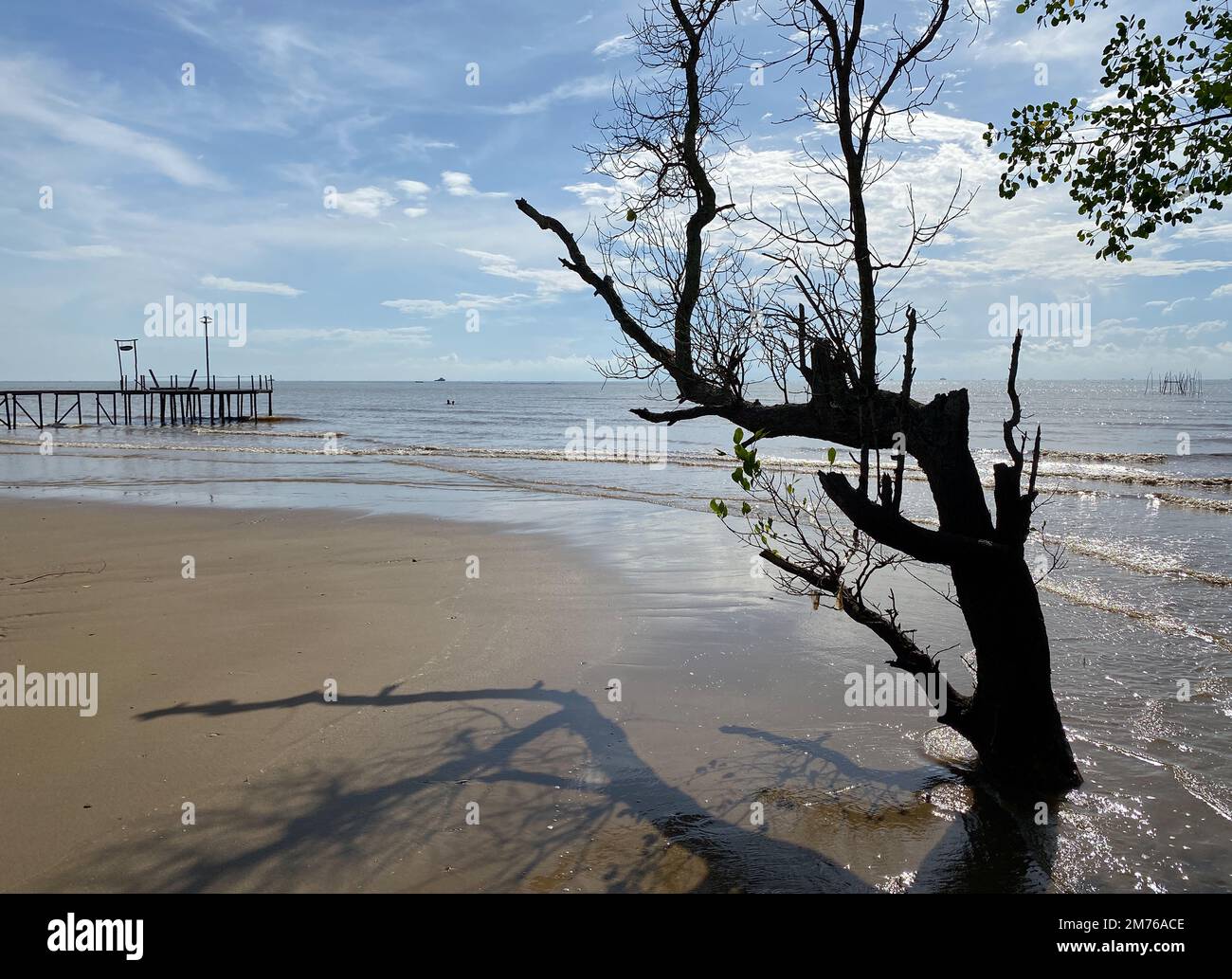 Dead tree beach hi-res stock photography and images - Alamy