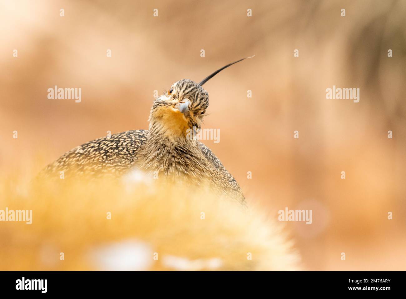 Elegant crested timanu [ Eudromia elegans ] at Paington Zoo, Paington ...