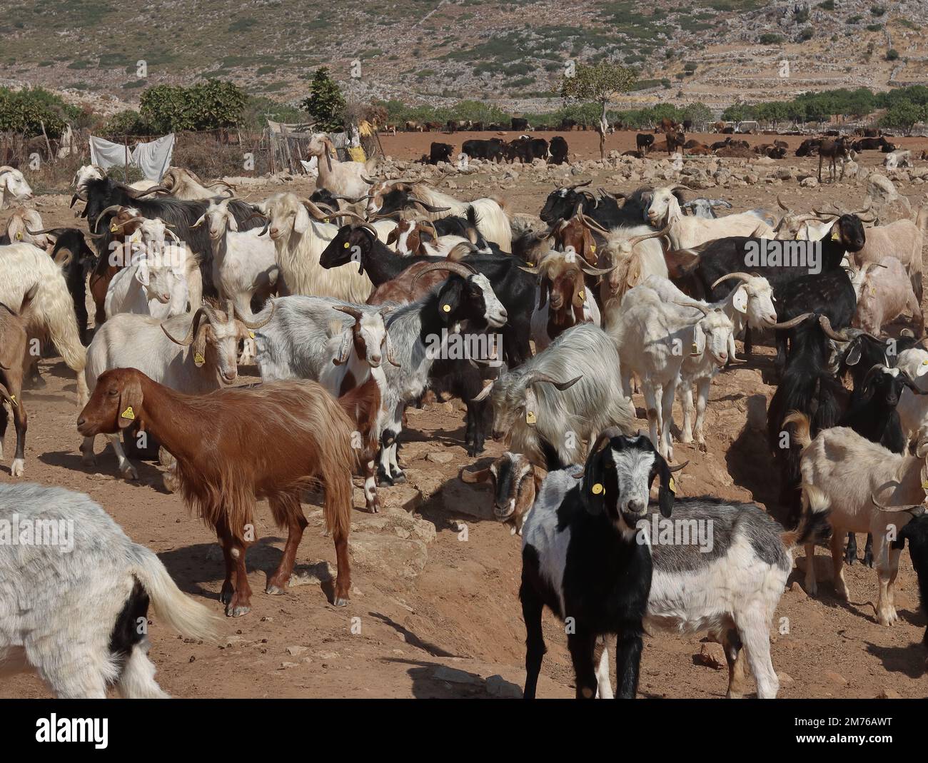 Animals In the Aegean, Mediterranean, and Western Turkey Stock Photo ...