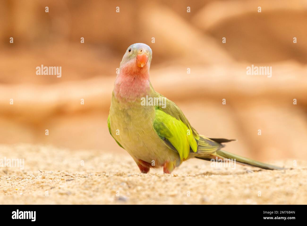 Princess of wales parakeet [ Polytelis alexandrae ] at Paington Zoo ...