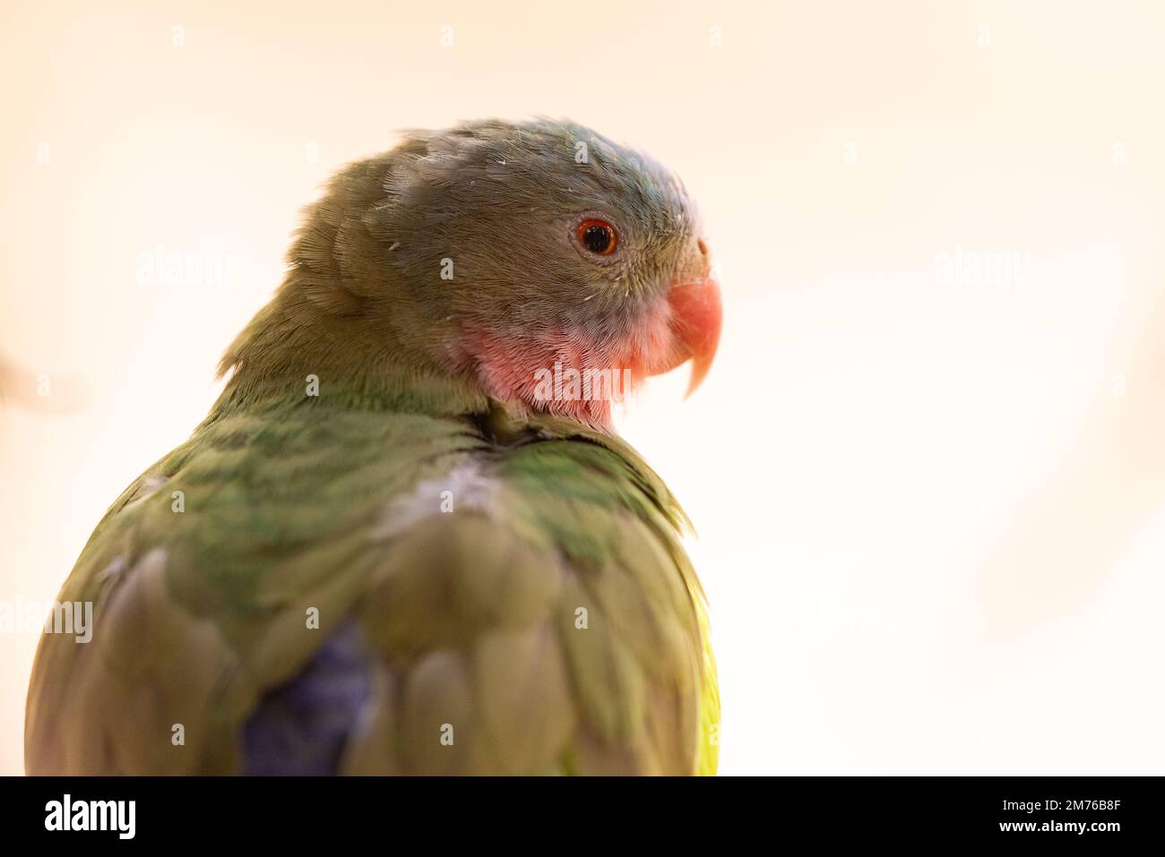Princess of wales parakeet [ Polytelis alexandrae ] at Paington Zoo ...