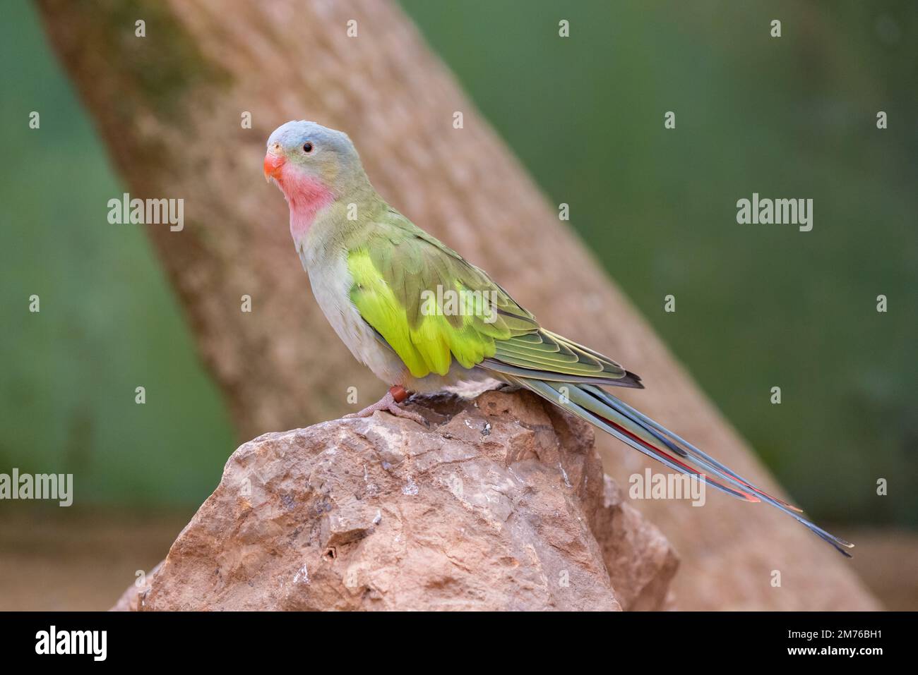 Princess of wales parakeet [ Polytelis alexandrae ] at Paington Zoo ...