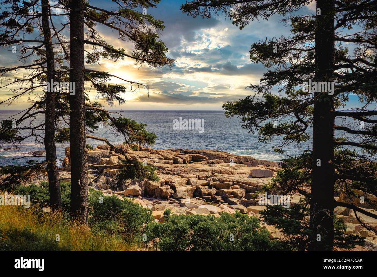 Man standing next tree park hi-res stock photography and images - Alamy
