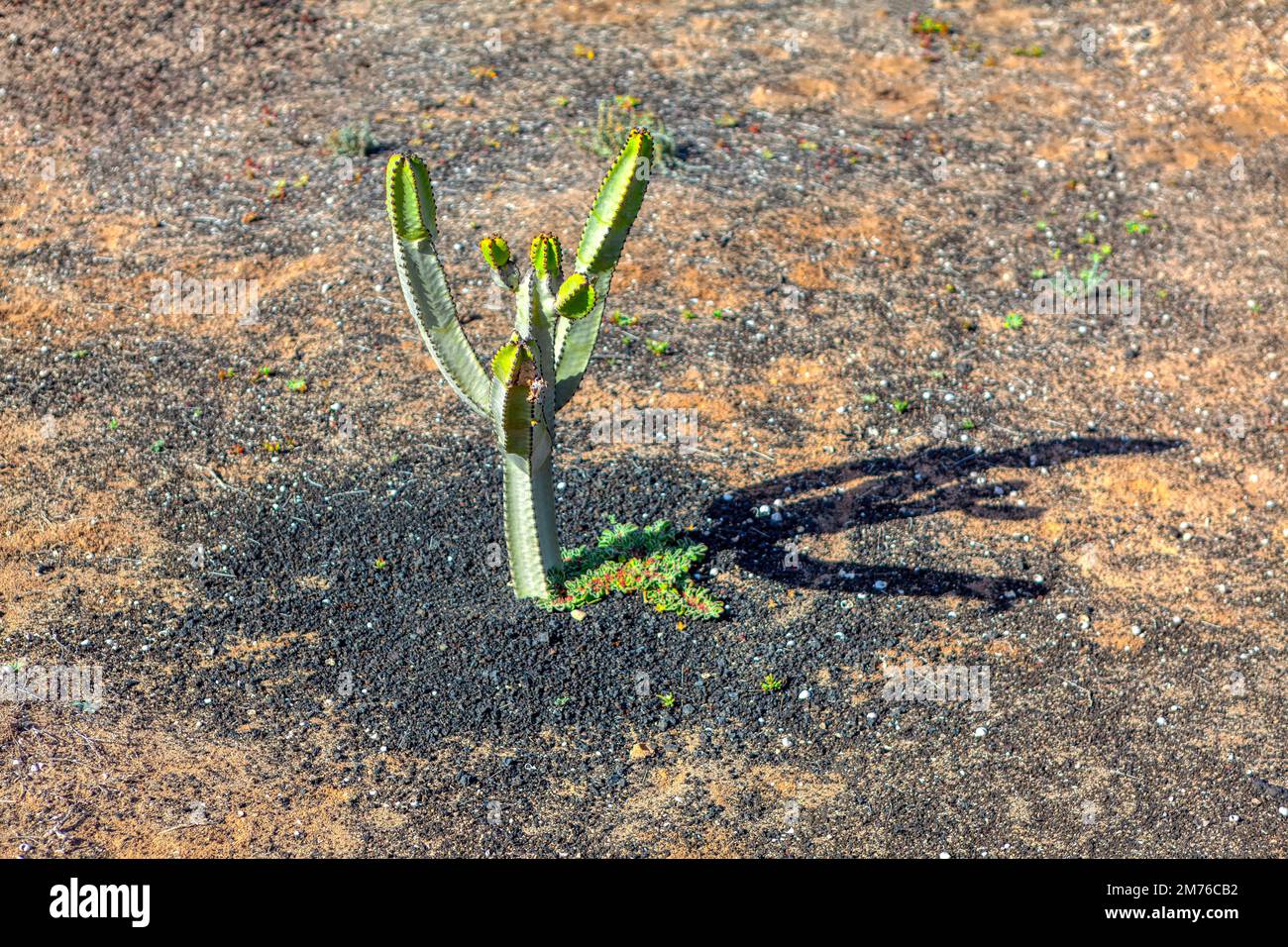 Desert area with cactus . Mexican arid land with cacti . Survival plant ...