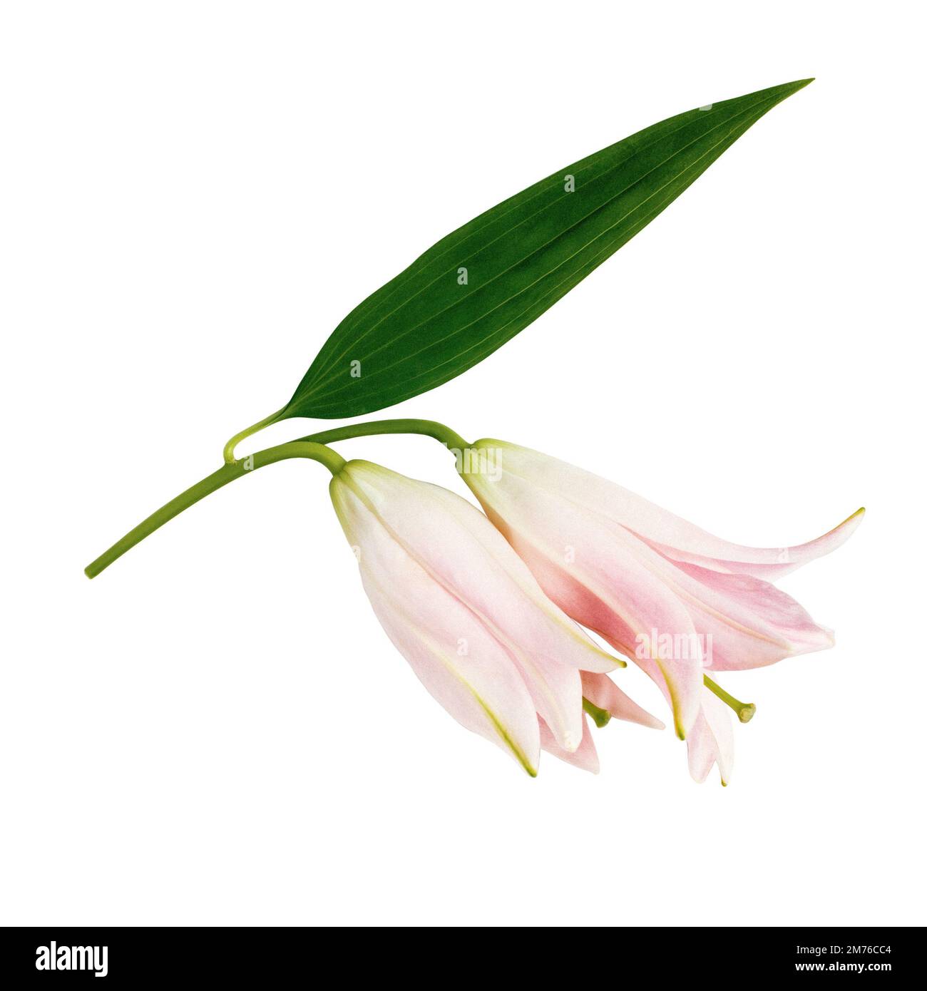 Pink lily flower buds with green leaf isolated on white background ...