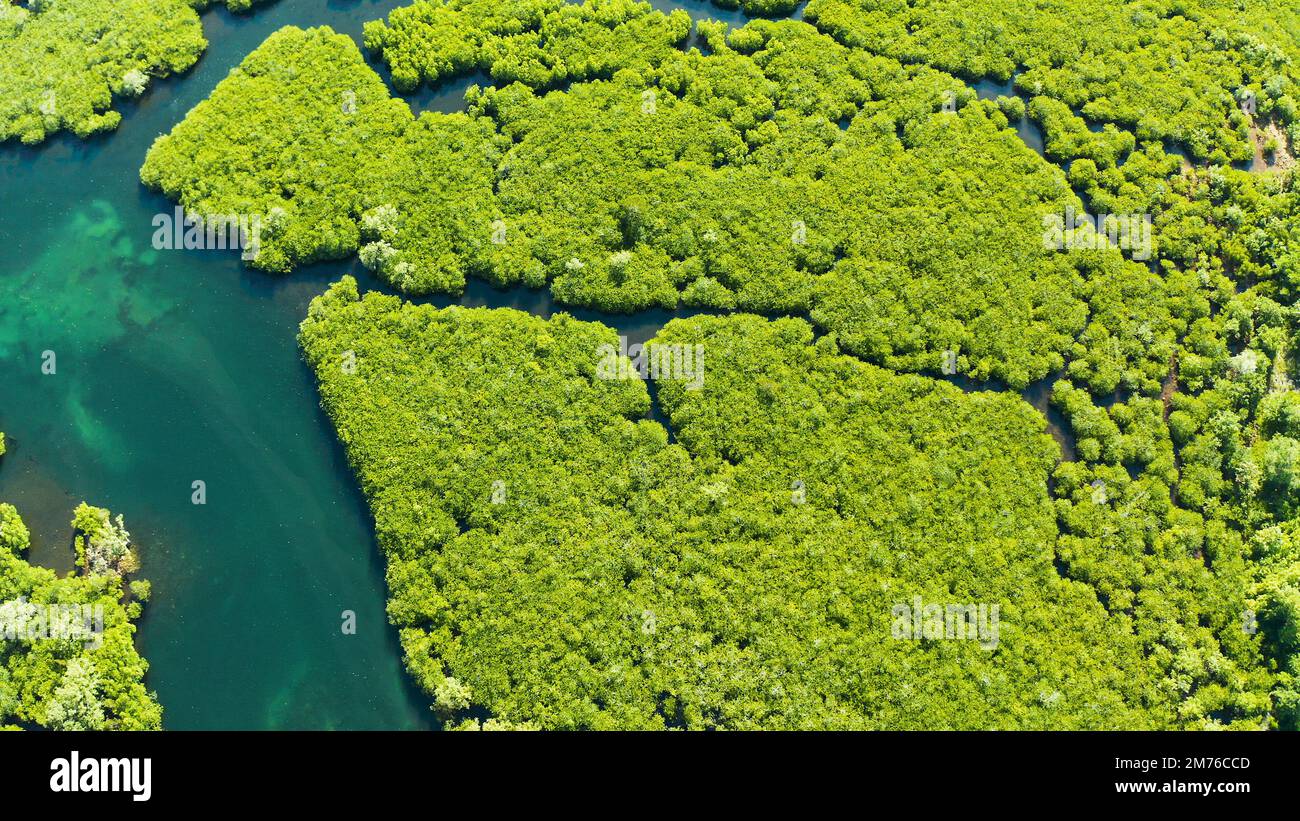 Aerial panoramic mangrove forest view in Siargao island,Philippines ...