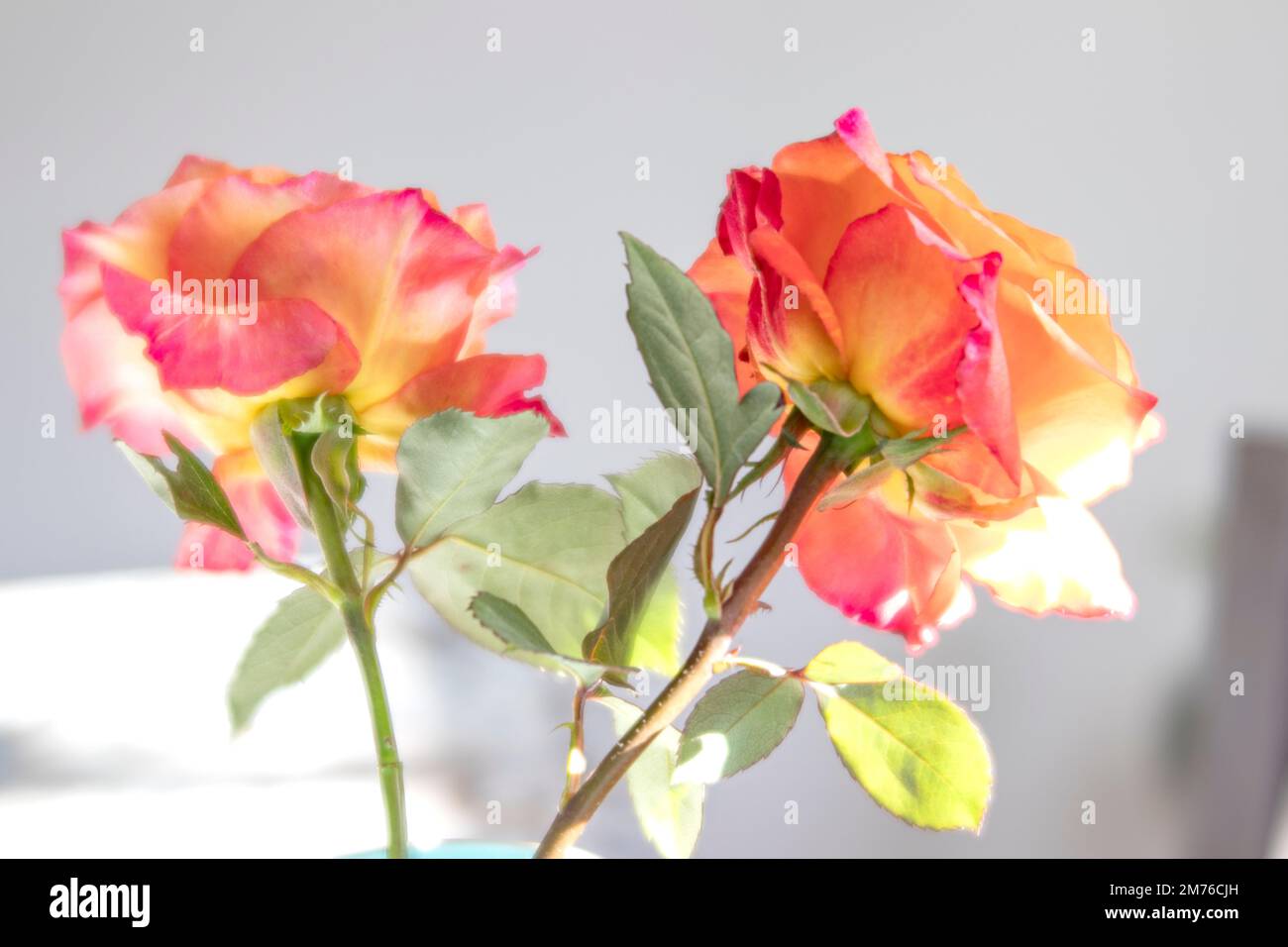Long stem rose hi-res stock photography and images - Alamy