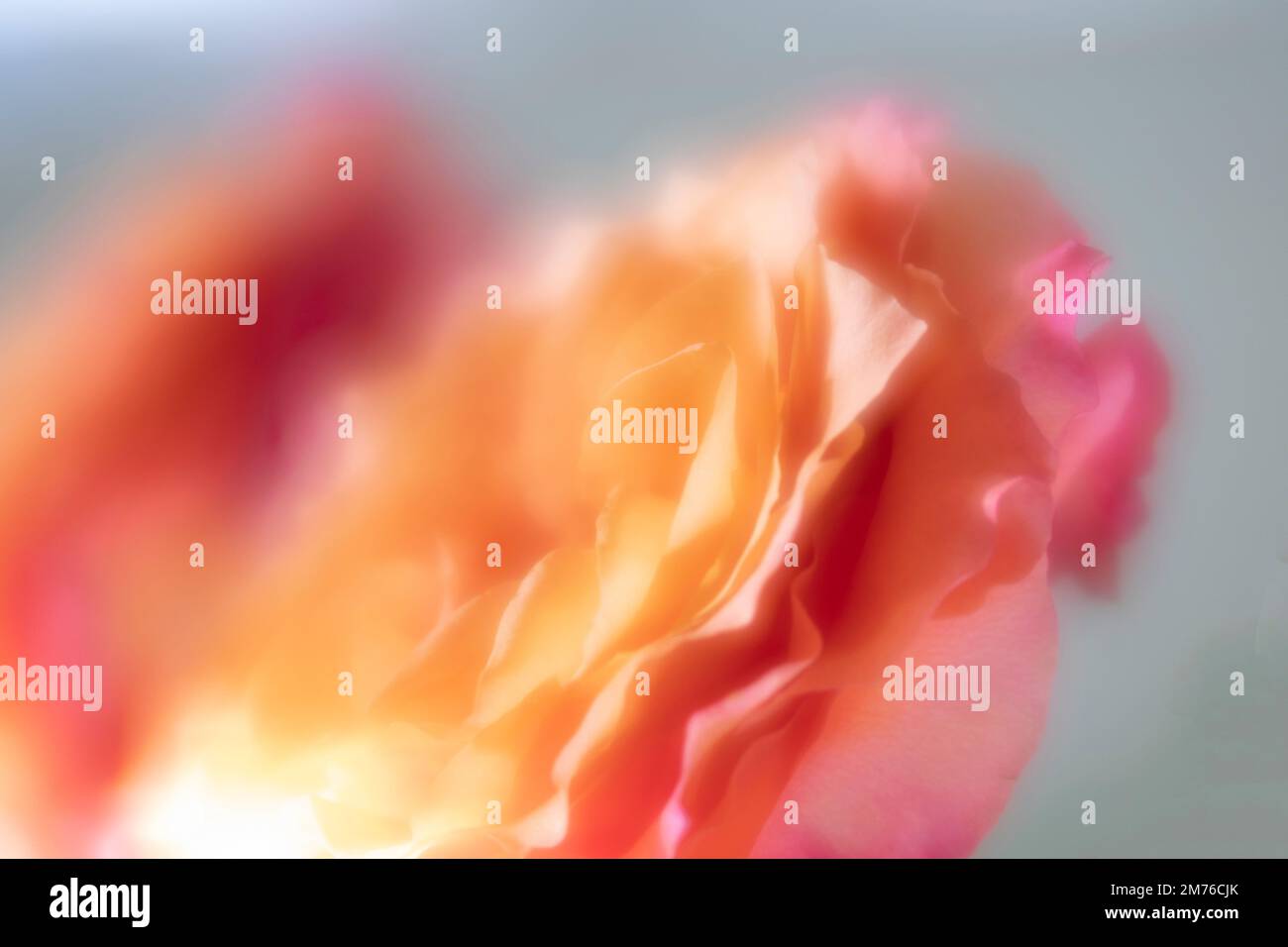 Sunset colored roses and petals in peach, pink, orange and peach have a ...