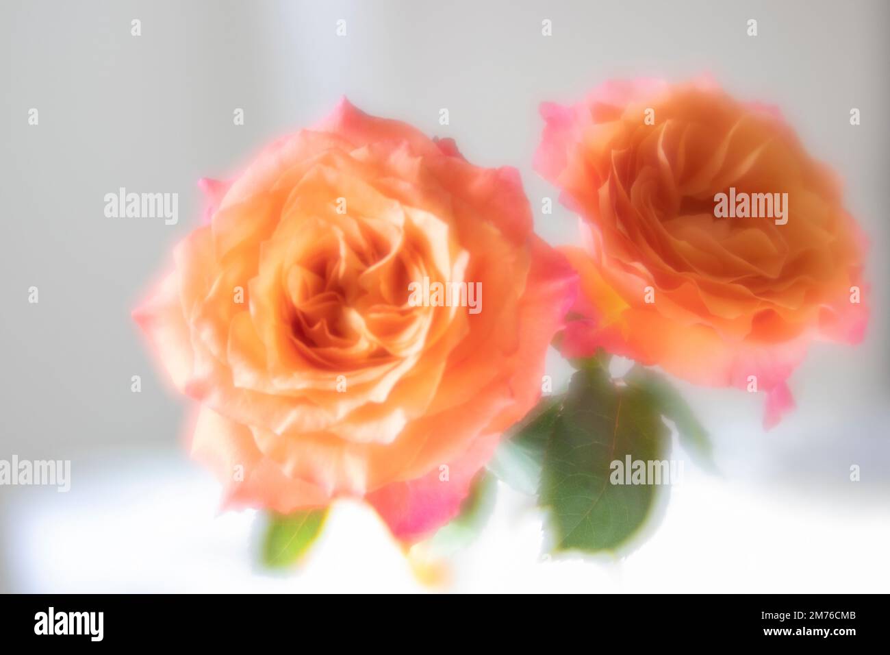 Sunset deluxe rose hi-res stock photography and images - Alamy