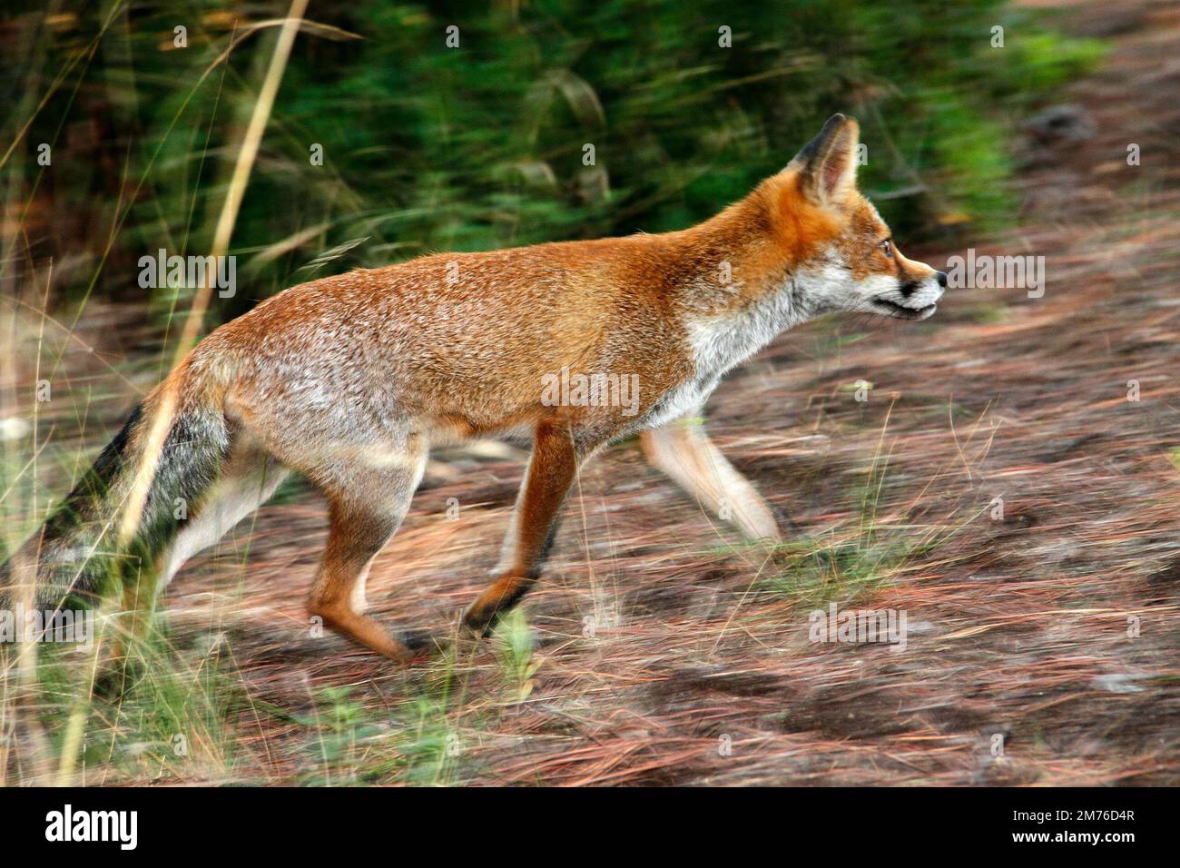 European fox running through the forest in Parco Naturale della Maremma ...