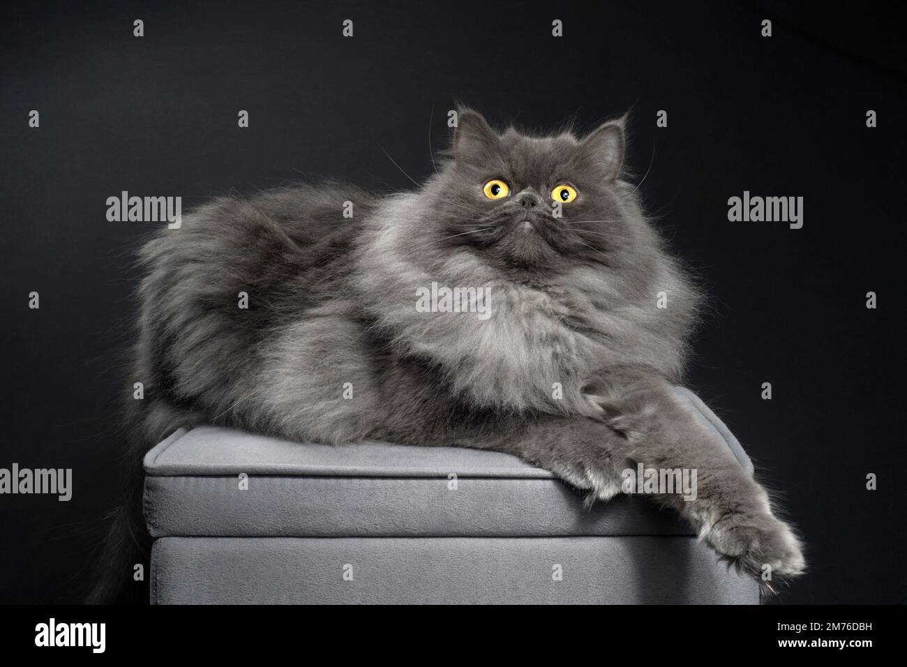 Beautiful Long Haired Persian Ragamuffin Cat Sitting On An Ottoman With His Paws Outstretched