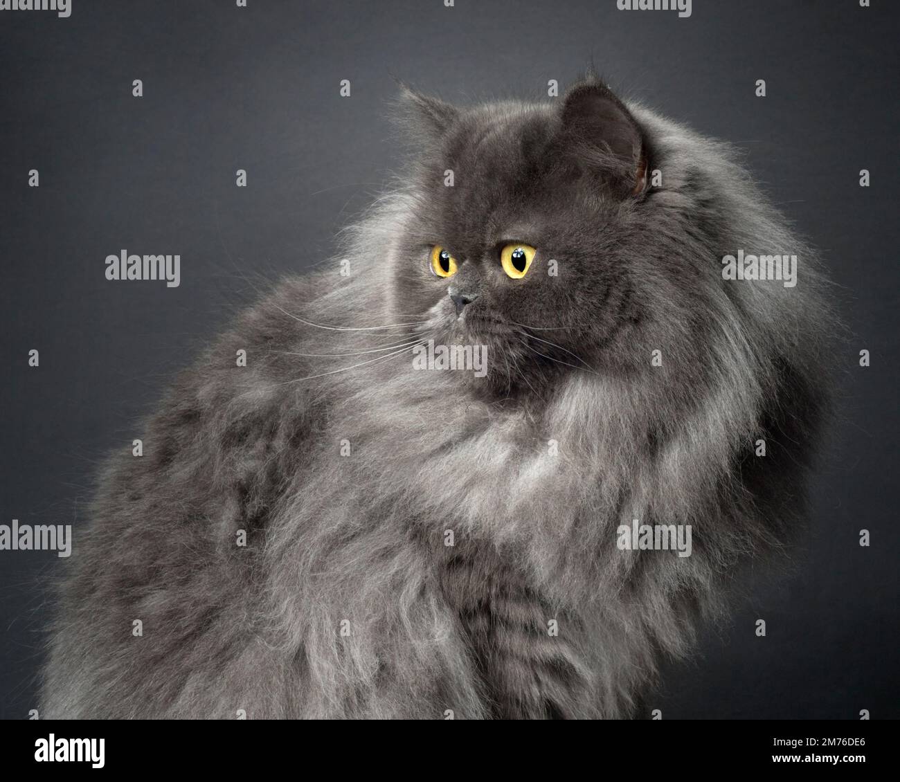 Beautiful portrait of a fluffy grey cat looking to the side Stock Photo ...