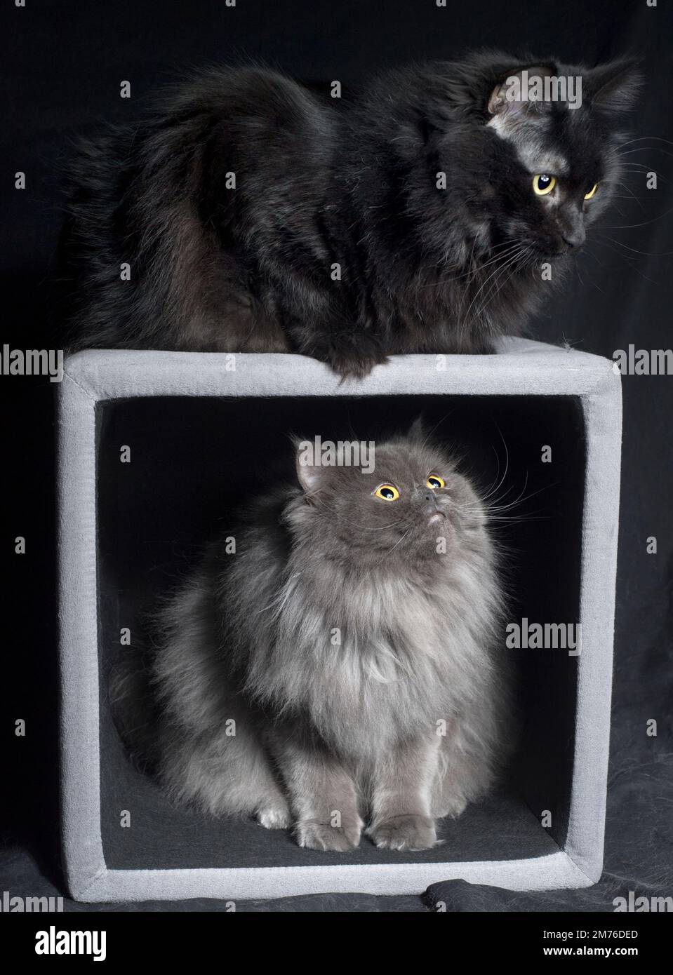 Two long haired cats, one inside a cube looking up one sitting on top ...