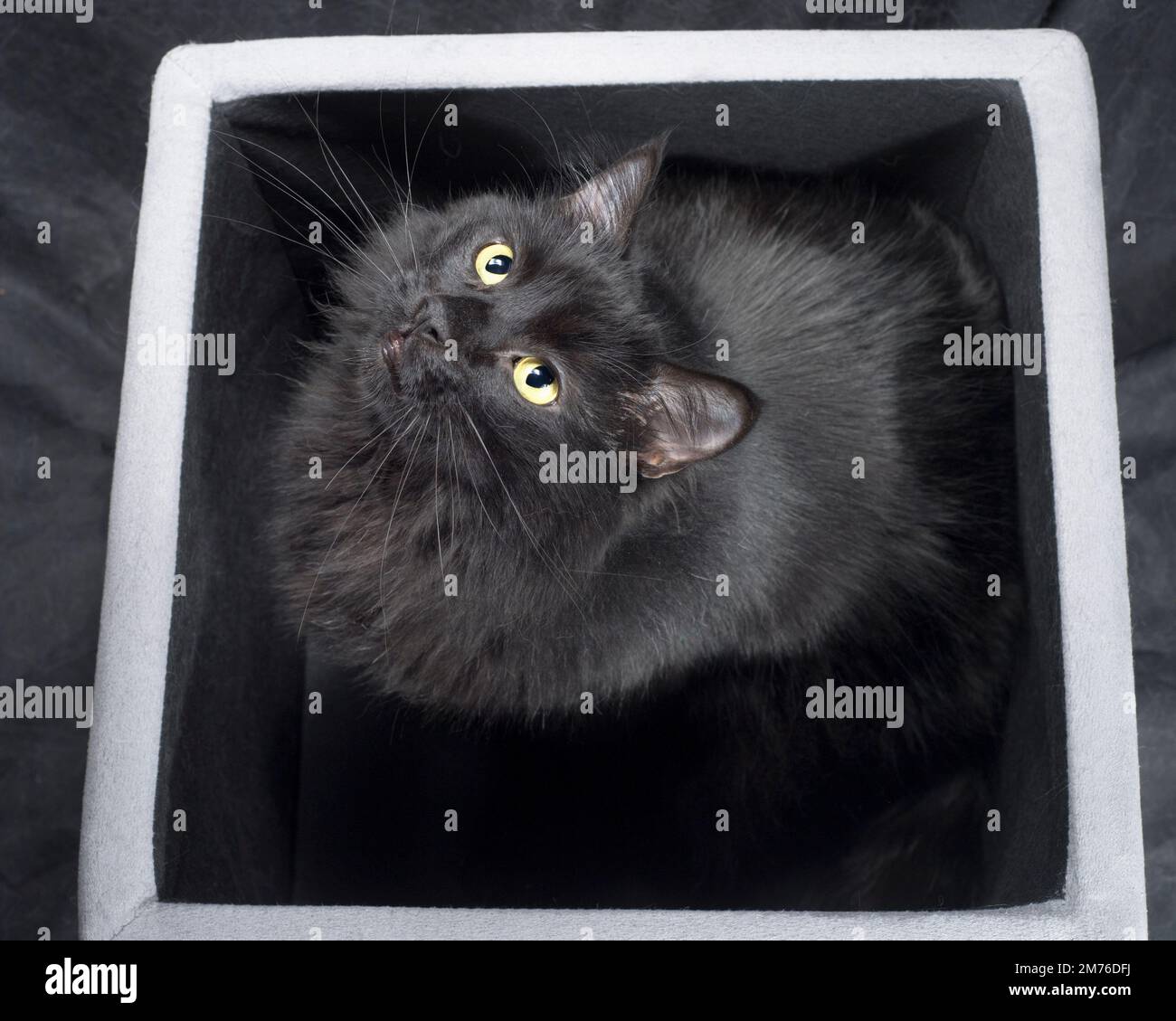Cute black cat inside a cube looking up Stock Photo - Alamy