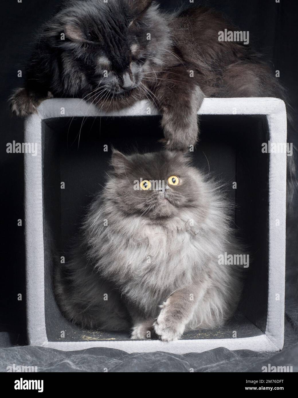 Cat paws together hi-res stock photography and images - Alamy