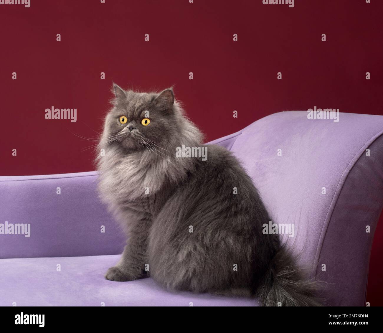 Cute long haired grey persian ragamuffin cat sitting on a lavendar ...