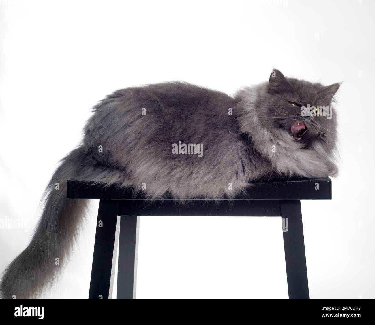 Fluffy grey cat making a funny face Stock Photo - Alamy