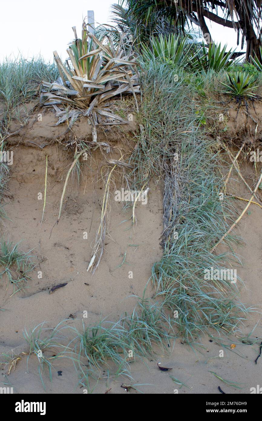 Spinfex sericeus hi-res stock photography and images - Alamy