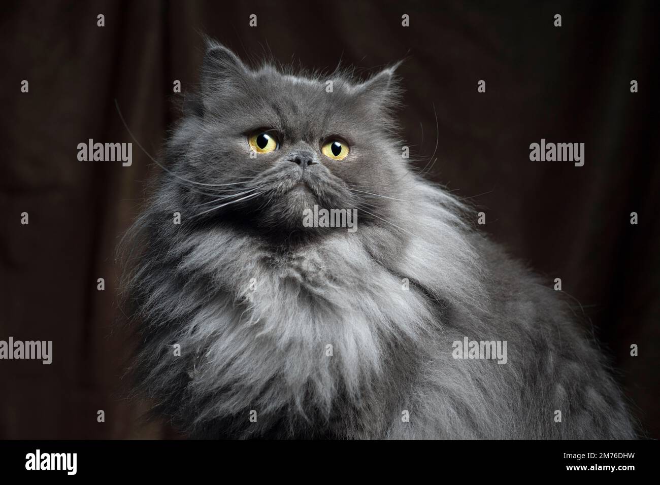 Beautiful portrait of a super fluffy grey persian cat Stock Photo - Alamy