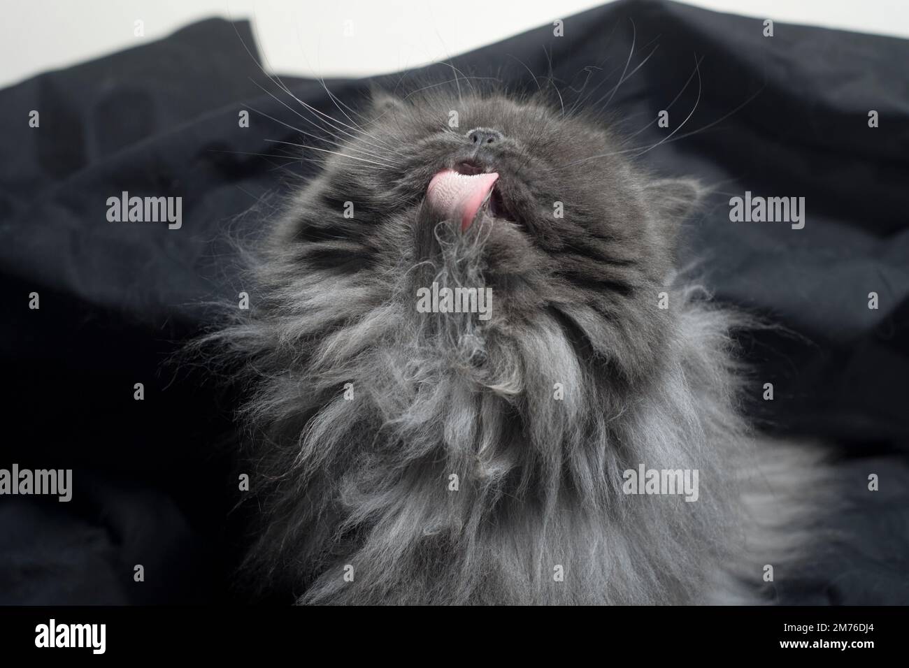 Long haired grey cat licking his chest floof Stock Photo - Alamy