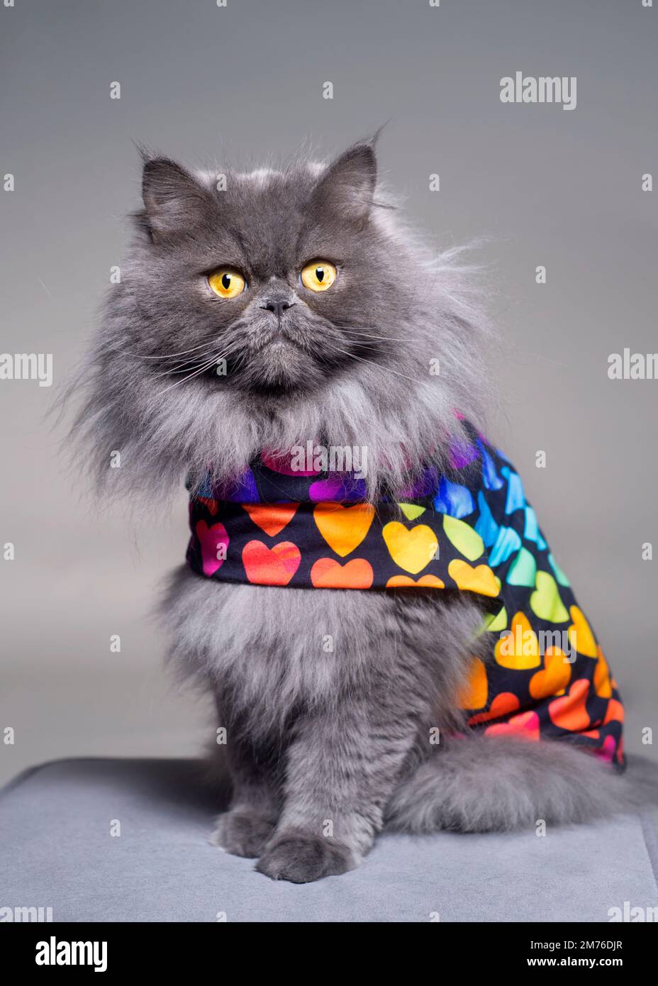 Angry Cat Wearing Clothes