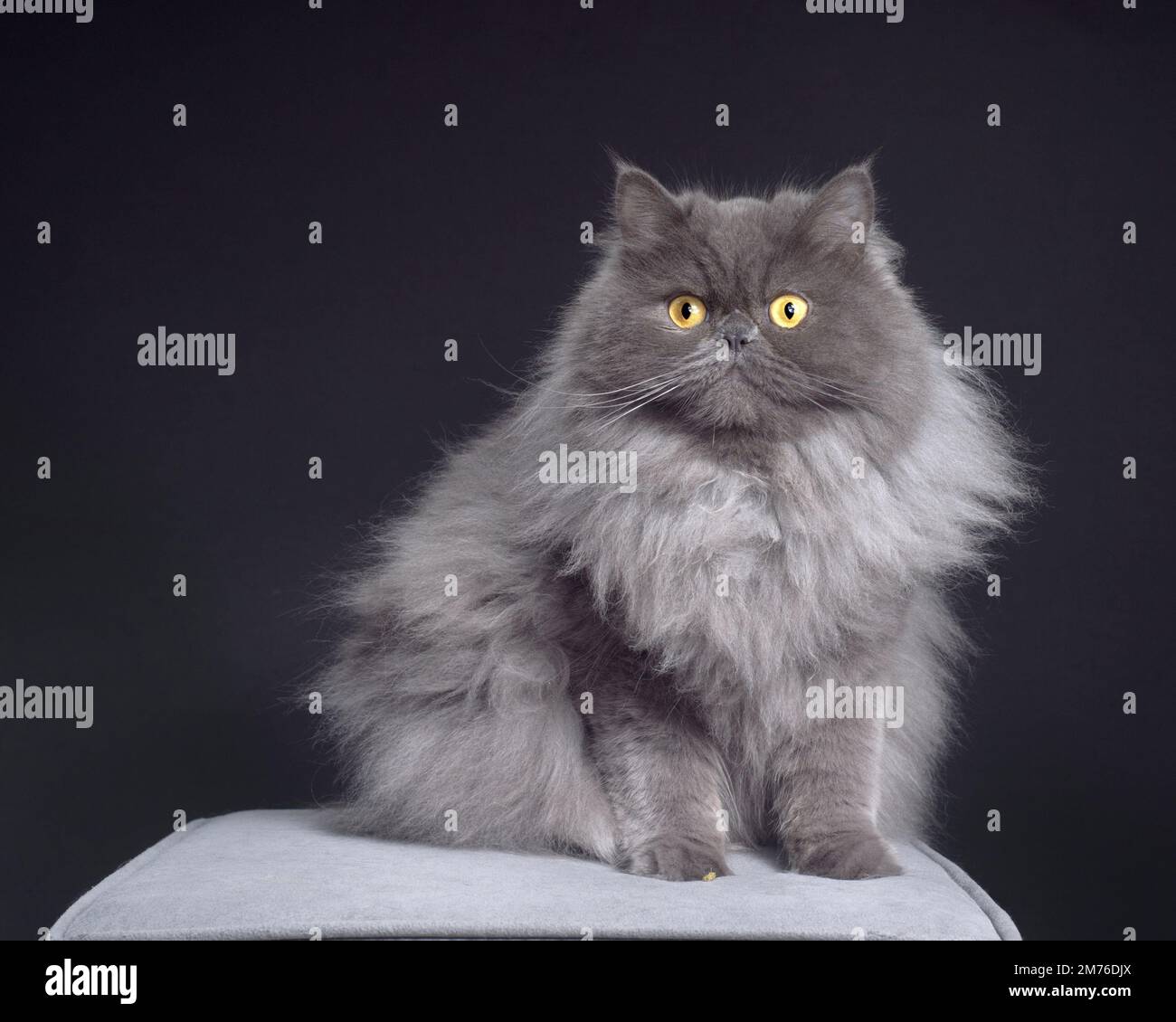 Pretty long haired grey cat sitting Stock Photo - Alamy