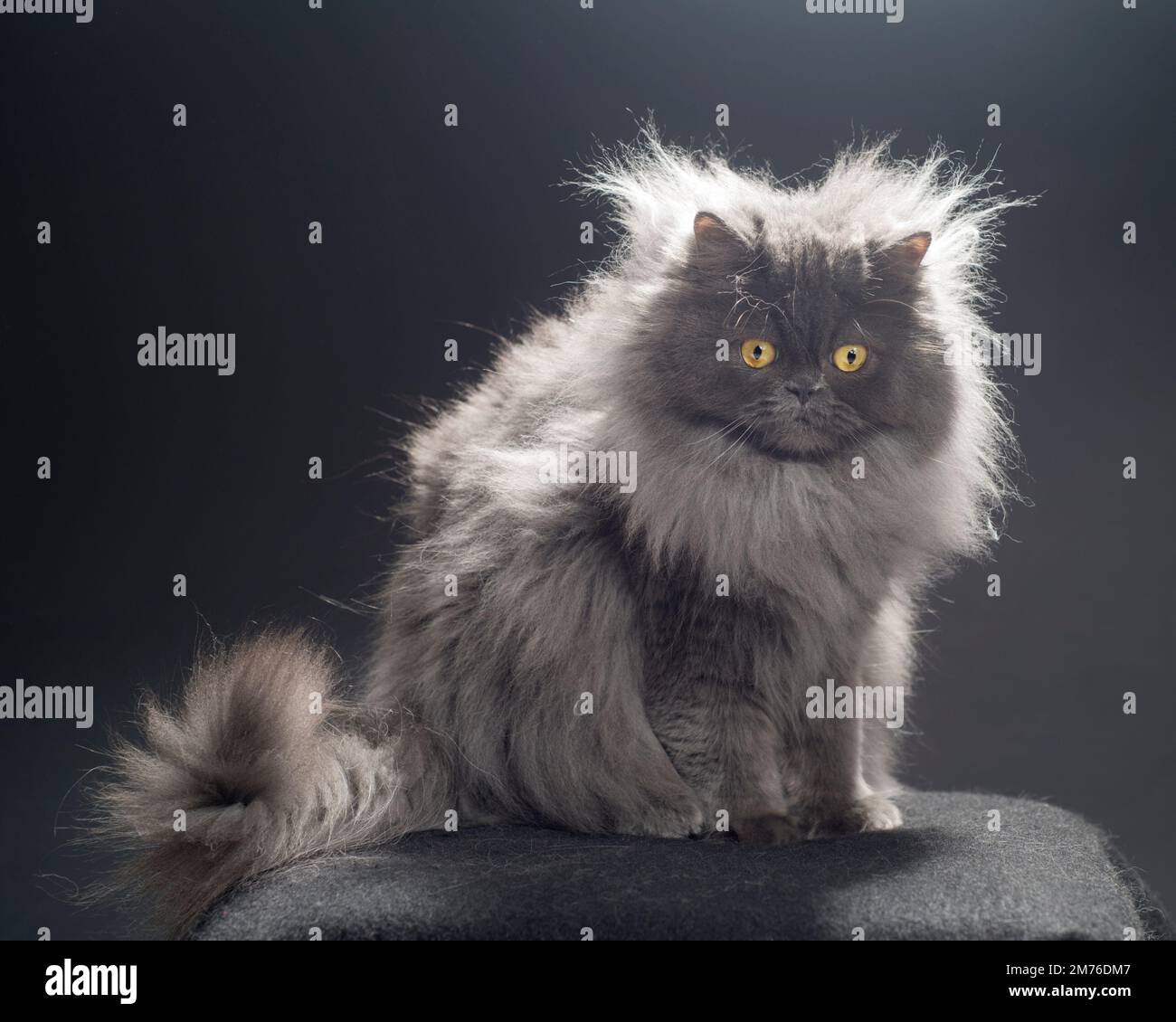 Extremely fluffy grey persian cat with his fluff sticking up behind him ...