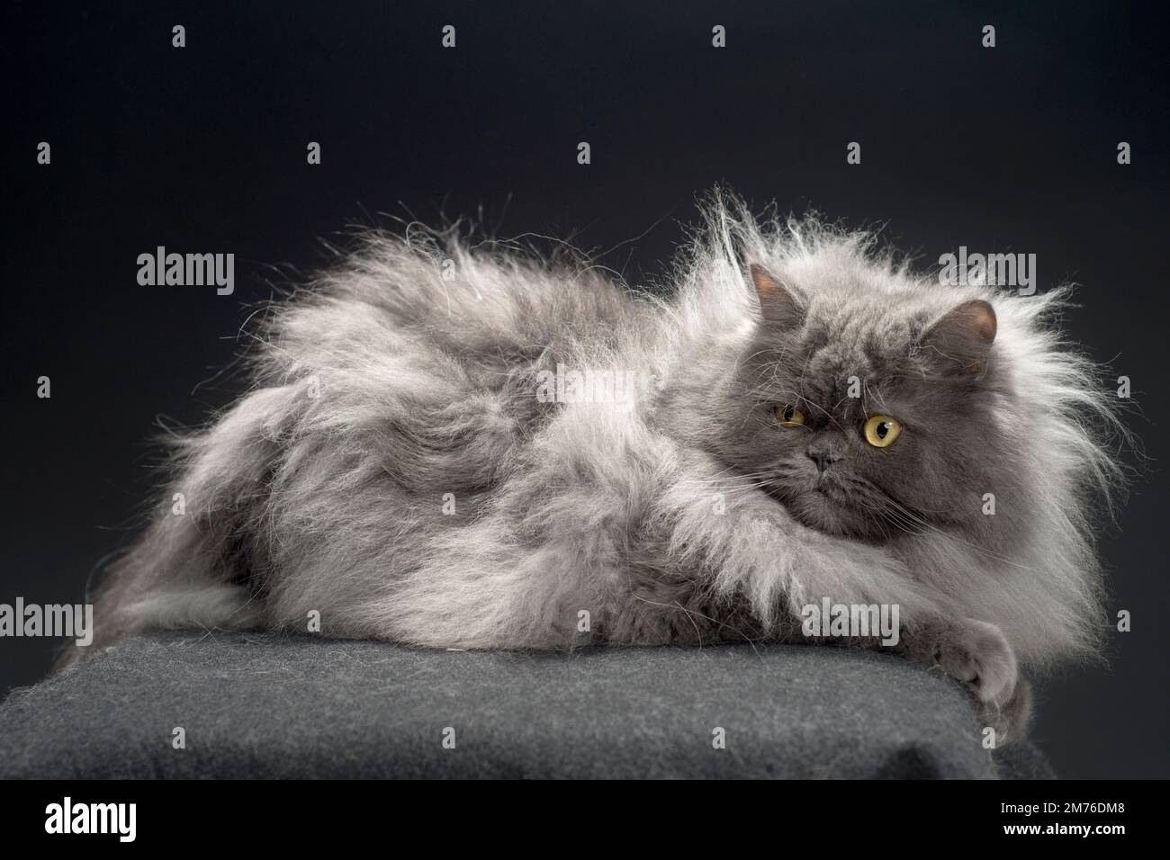 Extremely fluffy grey persian cat lying down with his floof sticking up ...
