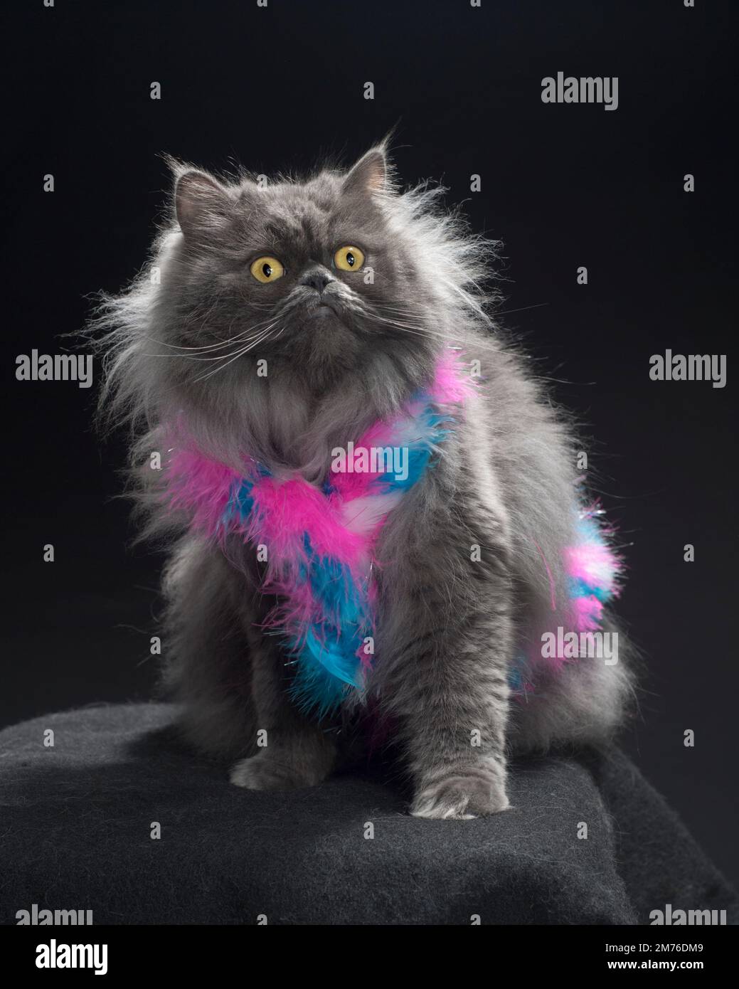Cute floofy grey persian cat wearing the colors of the trans pride flag ...