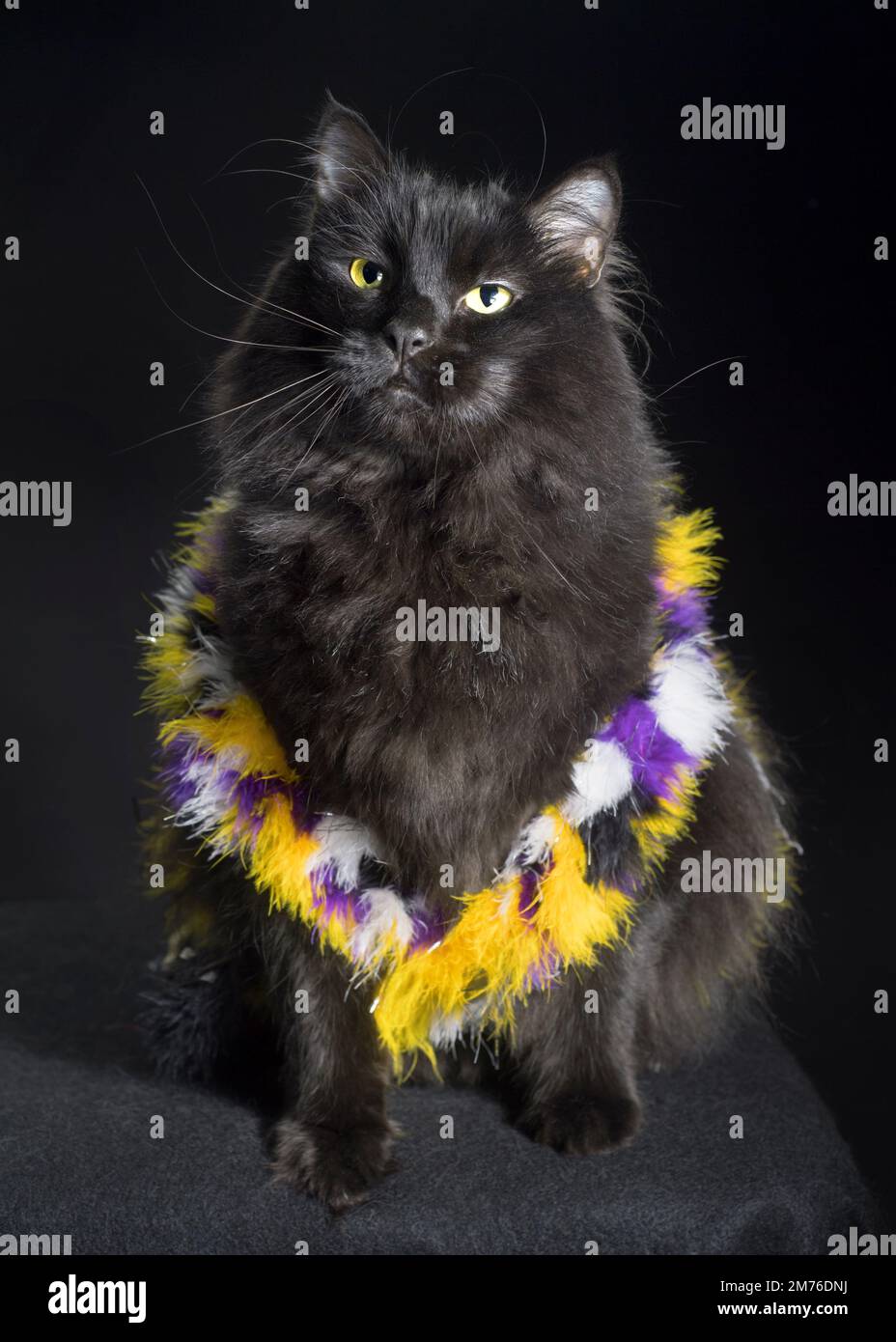 Beautiful long haired black cat wearing the colors of the non-binary ...