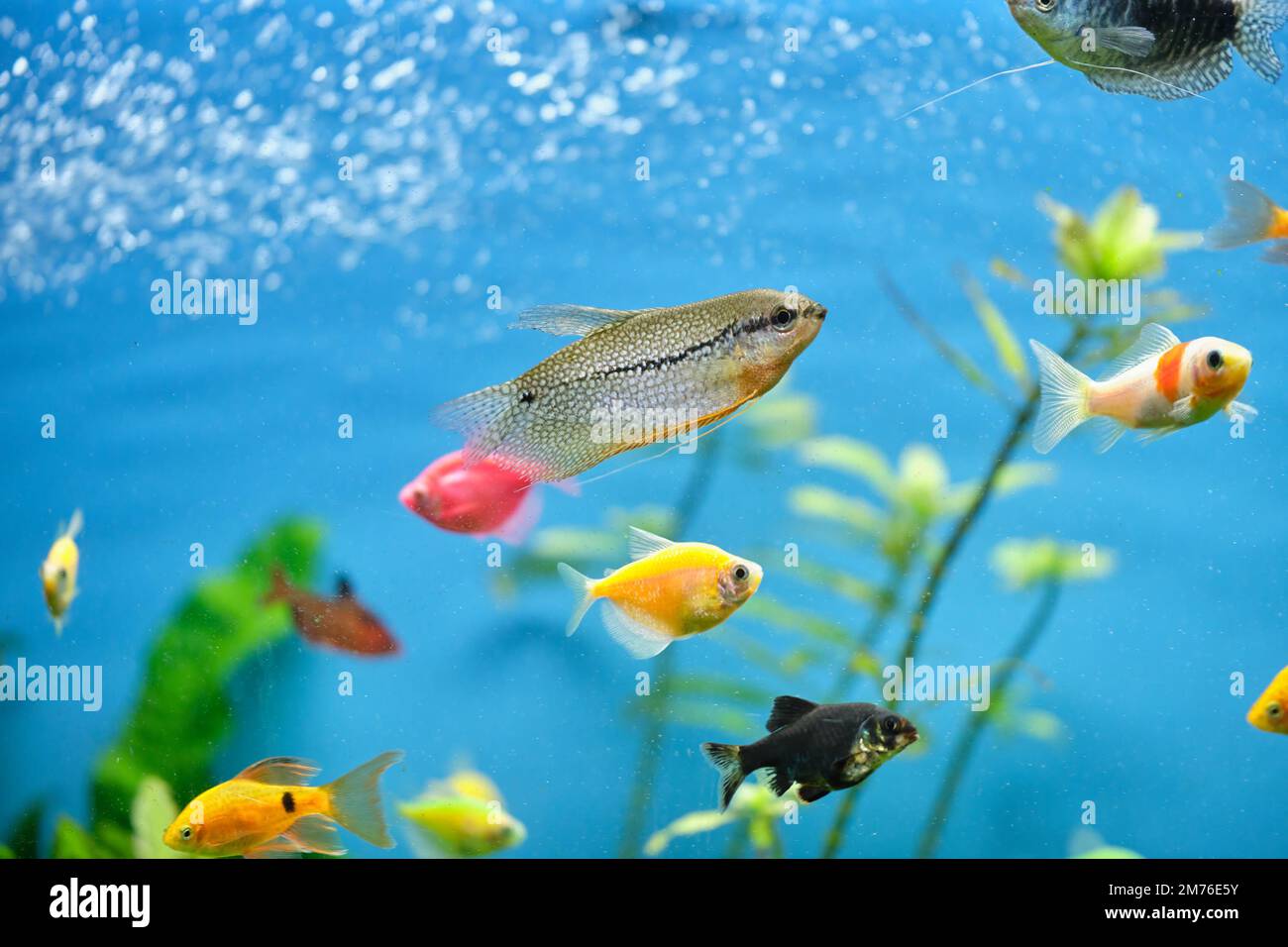 Colorful exotic fish swimming in deep blue water aquarium with green ...