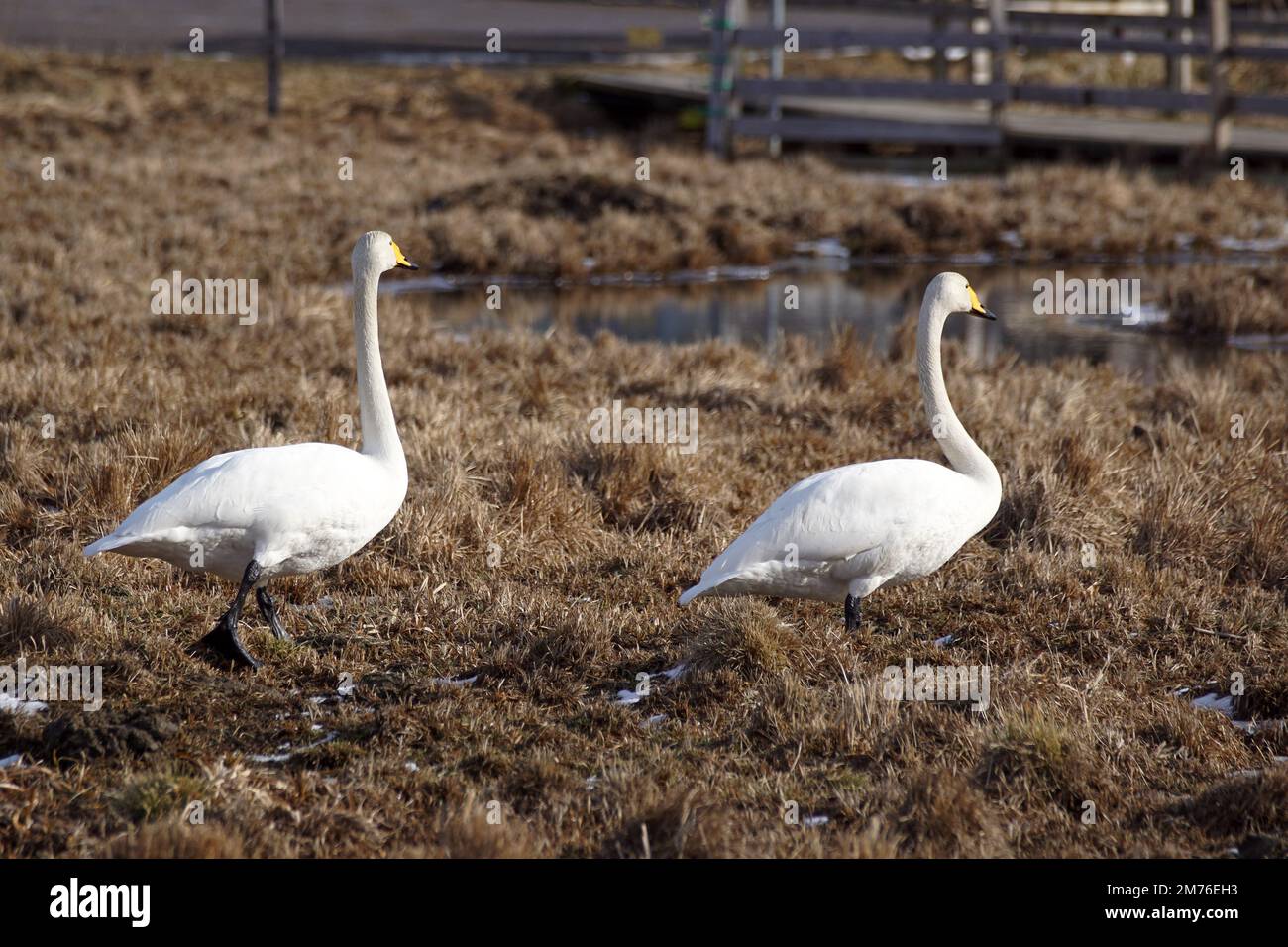 Swans walking hi-res stock photography and images - Alamy