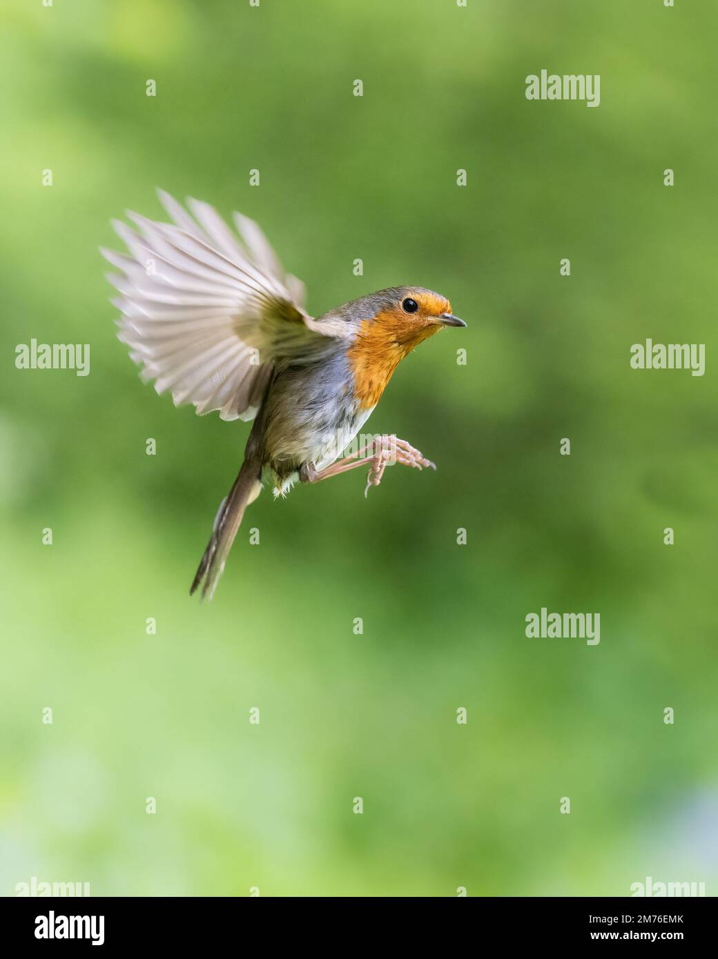 European Robin [ Erithacus rebecula ] in flight Stock Photo - Alamy