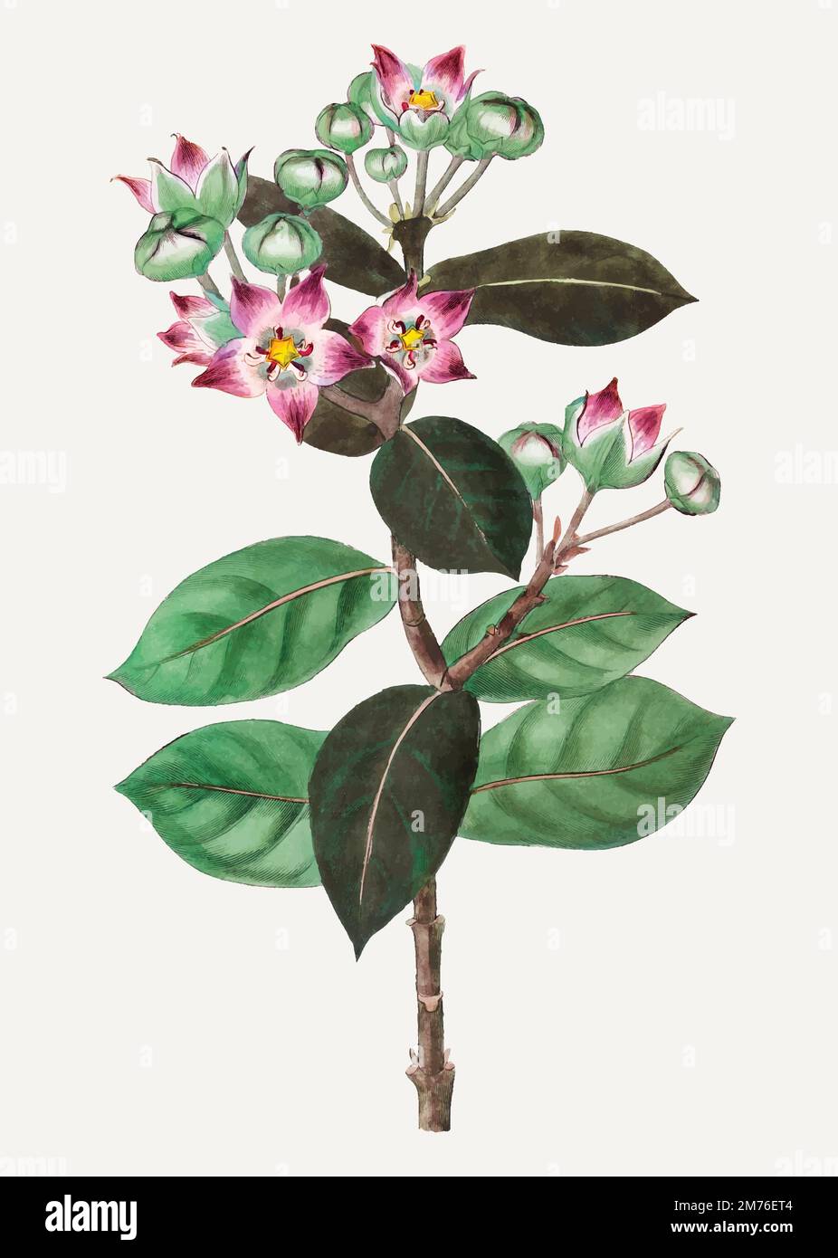 Vintage tall calotropis flower branch for decoration Stock Vector Image ...