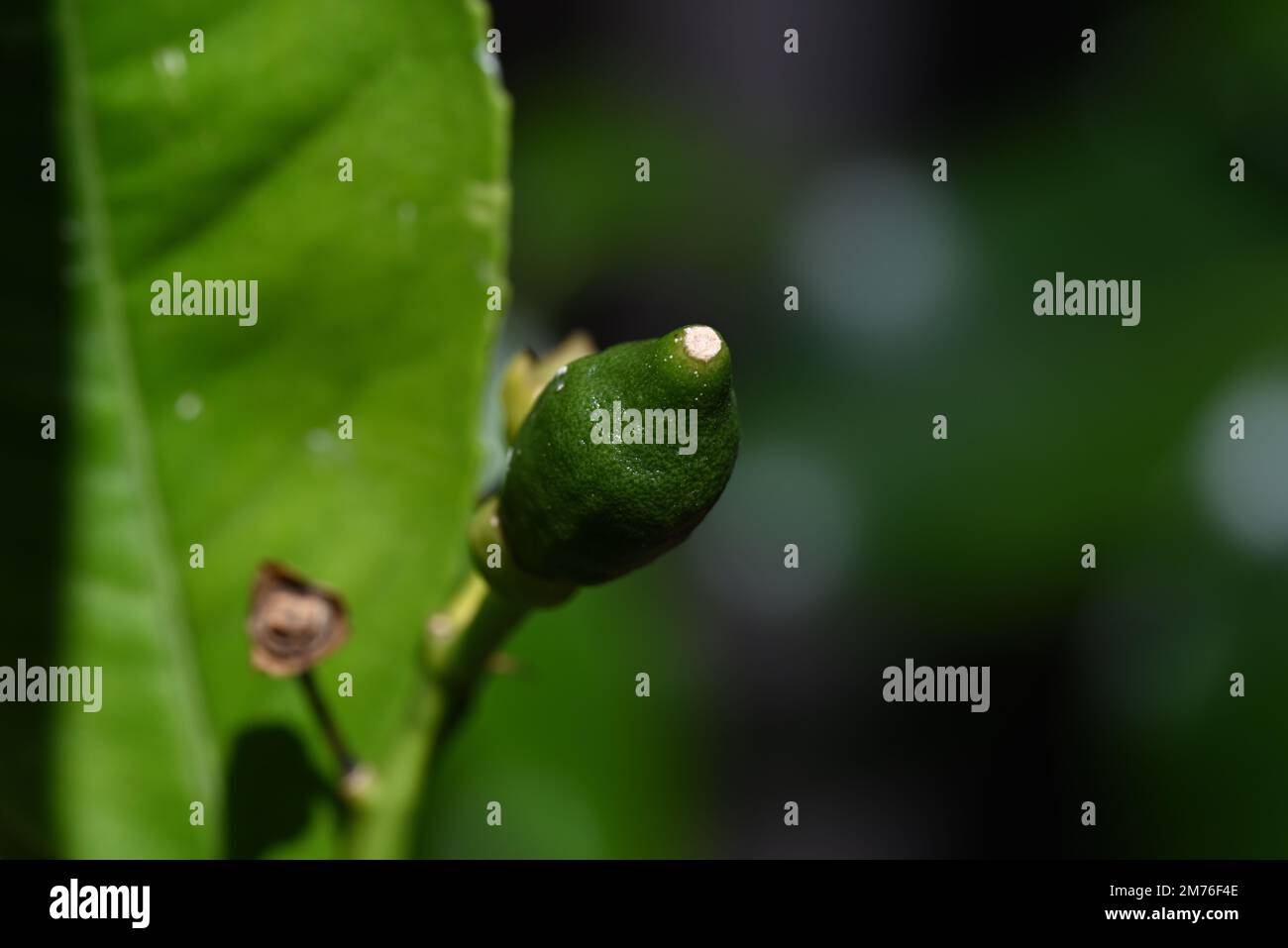 Top side of a tiny green lemon, the fruit very early in its growth and ...
