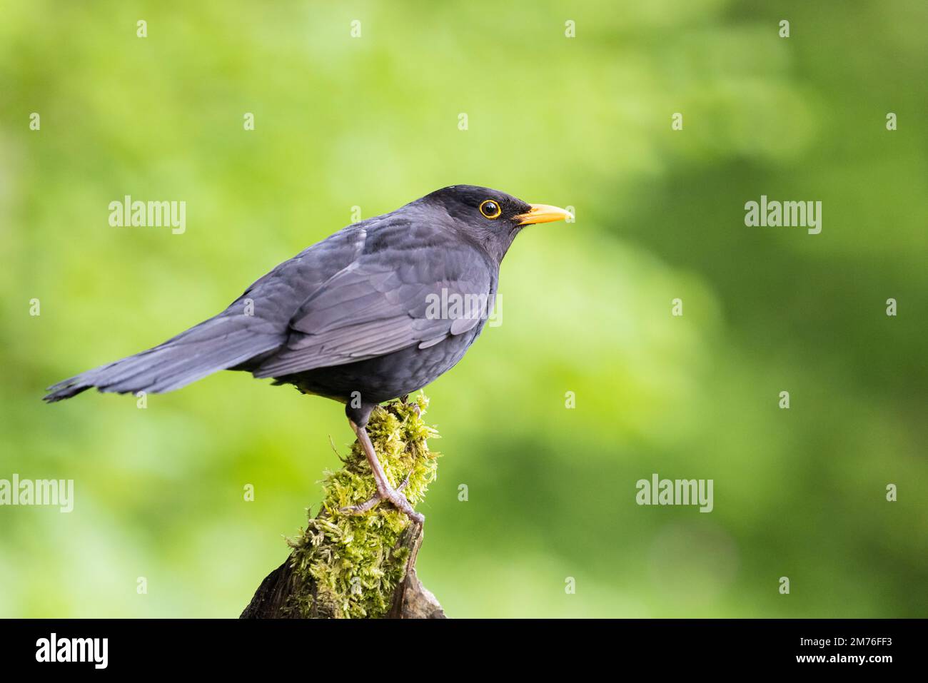 Natural male blackbird turdus hi-res stock photography and images - Alamy