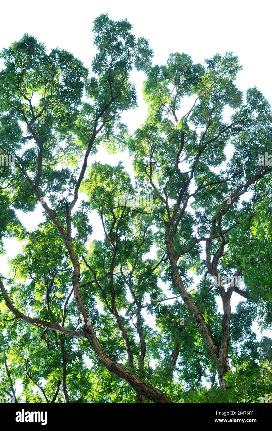 Oak trees grow hi-res stock photography and images - Alamy