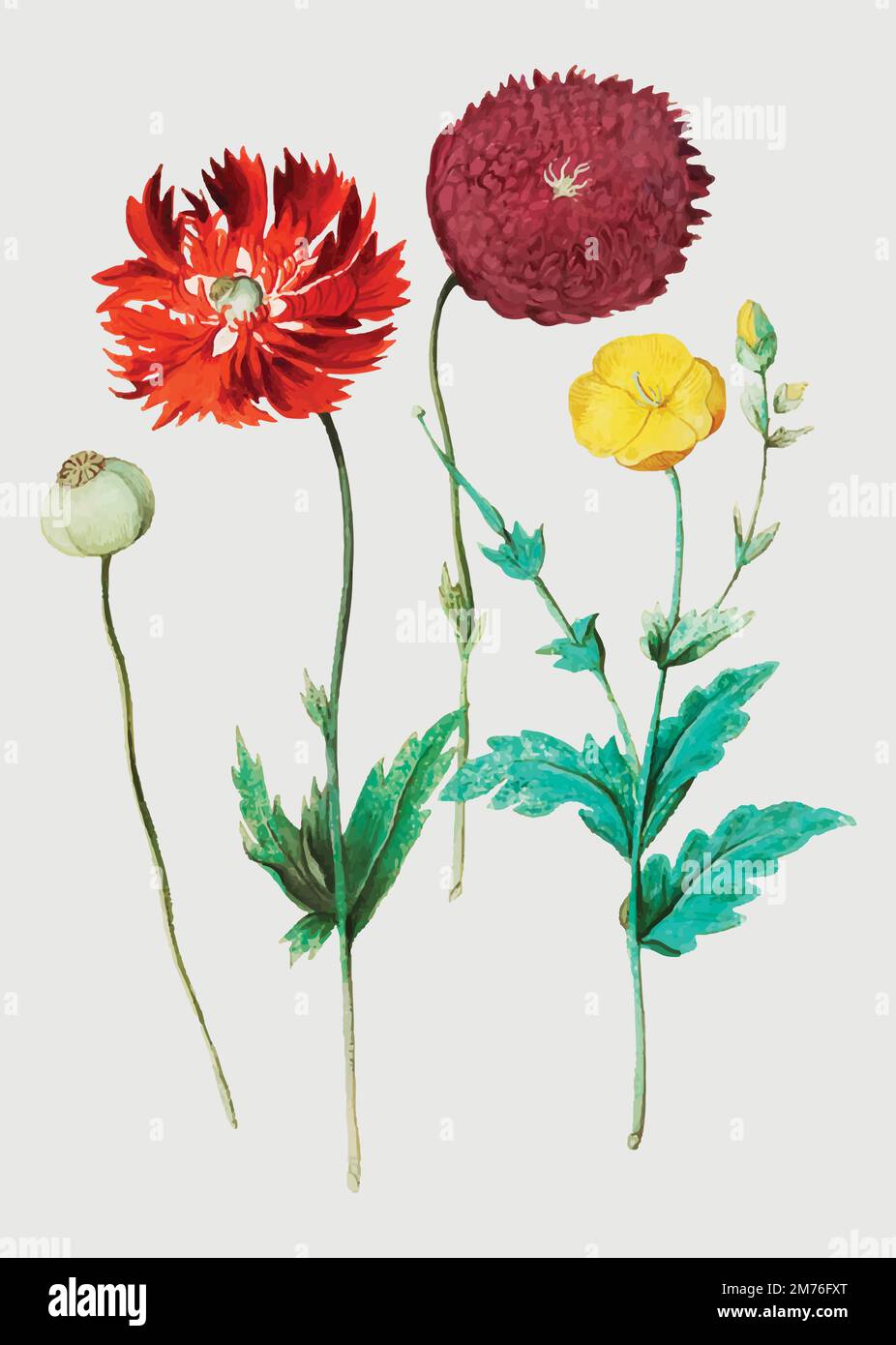 Papaver in the garden Stock Vector Images - Alamy