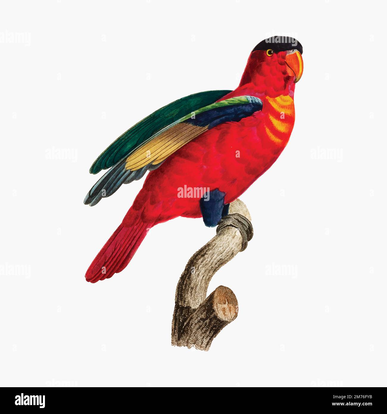 The Purple-Naped Lory illustration Stock Vector Image & Art - Alamy