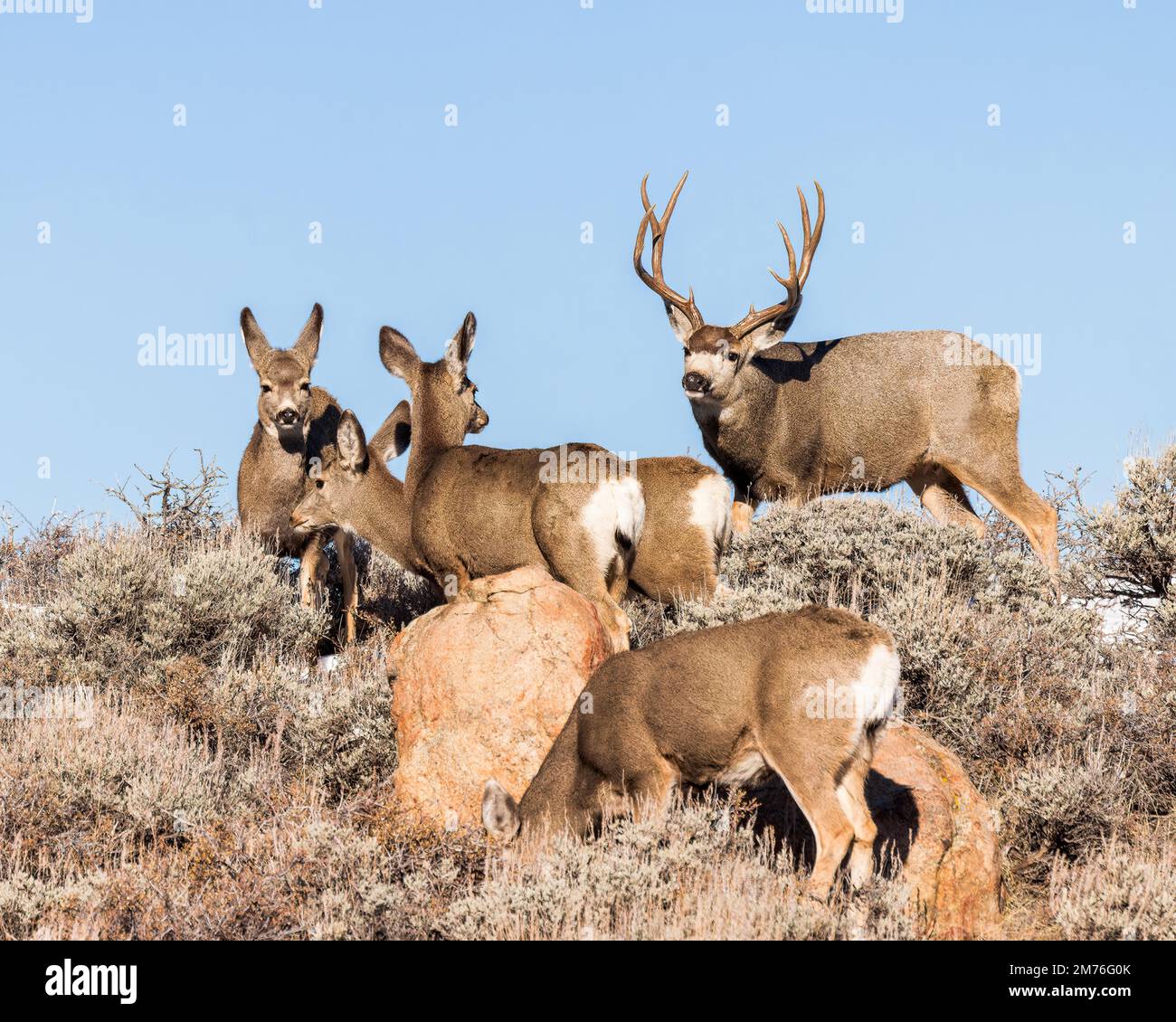 Mule deer herd wyoming hi-res stock photography and images - Alamy