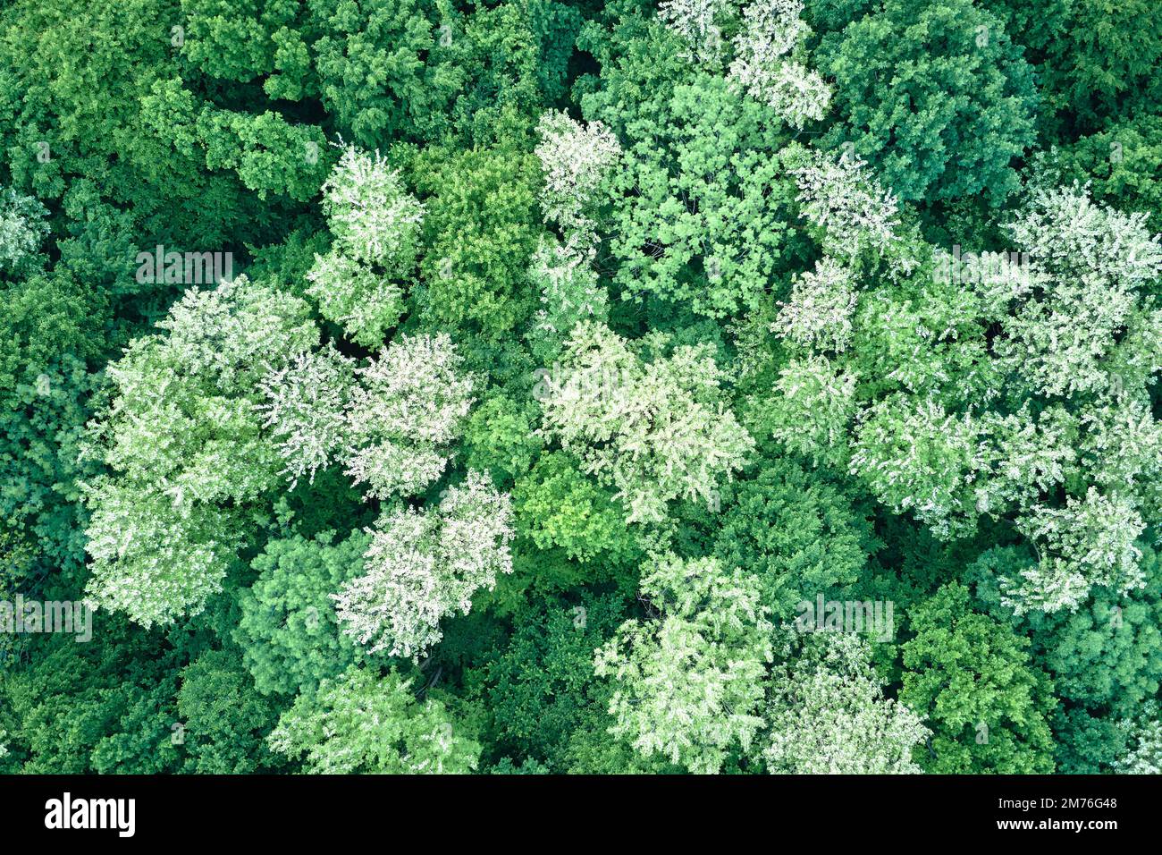 Trees lush canopies hi-res stock photography and images - Alamy